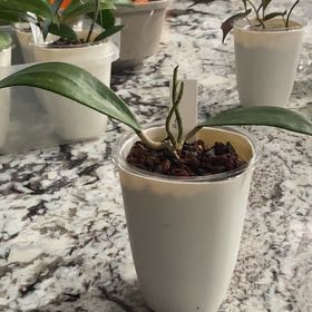 Hoya acuta 'Pink Splash' Care 101: Water, Light & Growing Tips