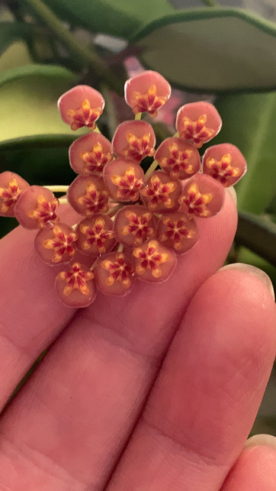 My #Hoyaburtoniae has finally bloomed!! They’re so tiny a...