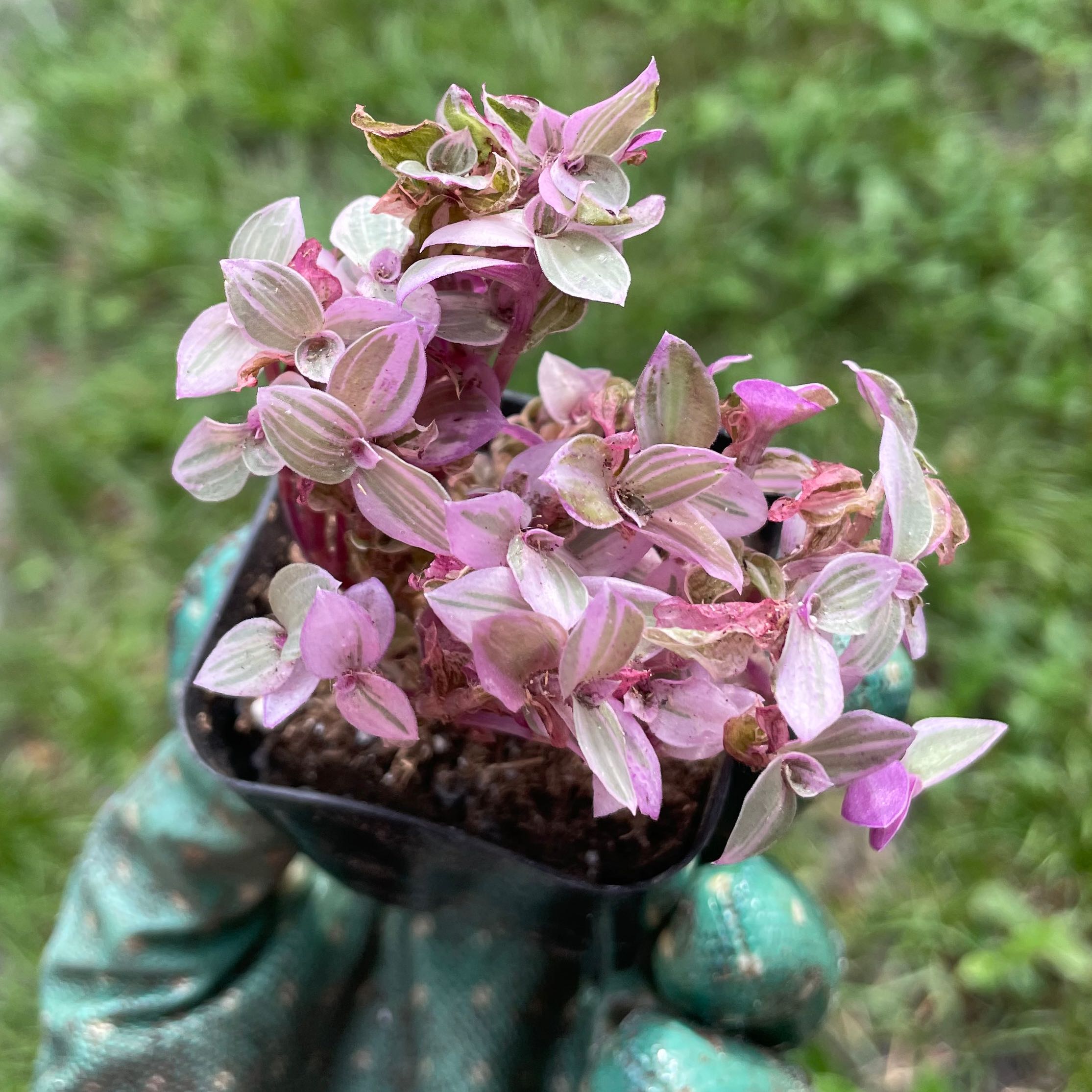 Xena | A plant by @LargeArcticrush on Greg