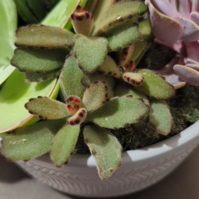 Homer | A plant by @HeirWharangi on Greg