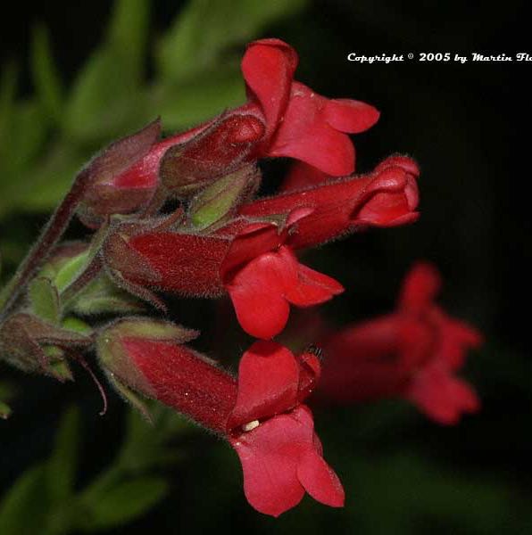 Keep Your Island Snapdragon Firecracker Alive: Light, Water & Care ...