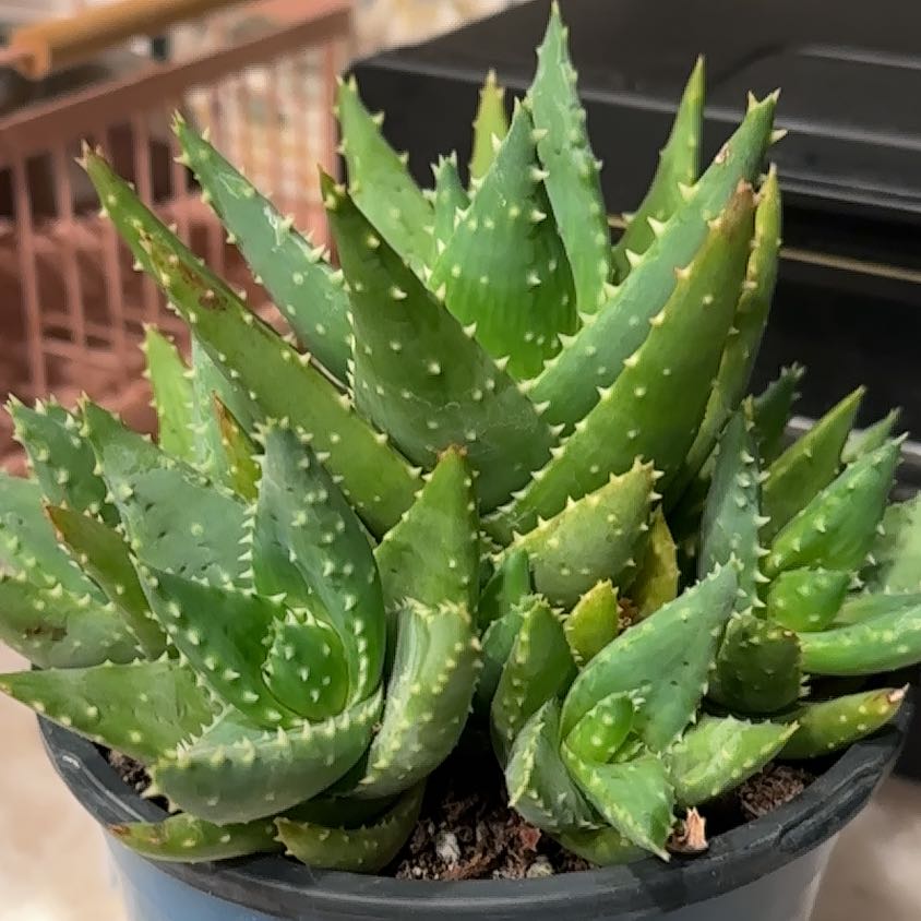 Spike | A plant by @ModernCordmoss on Greg