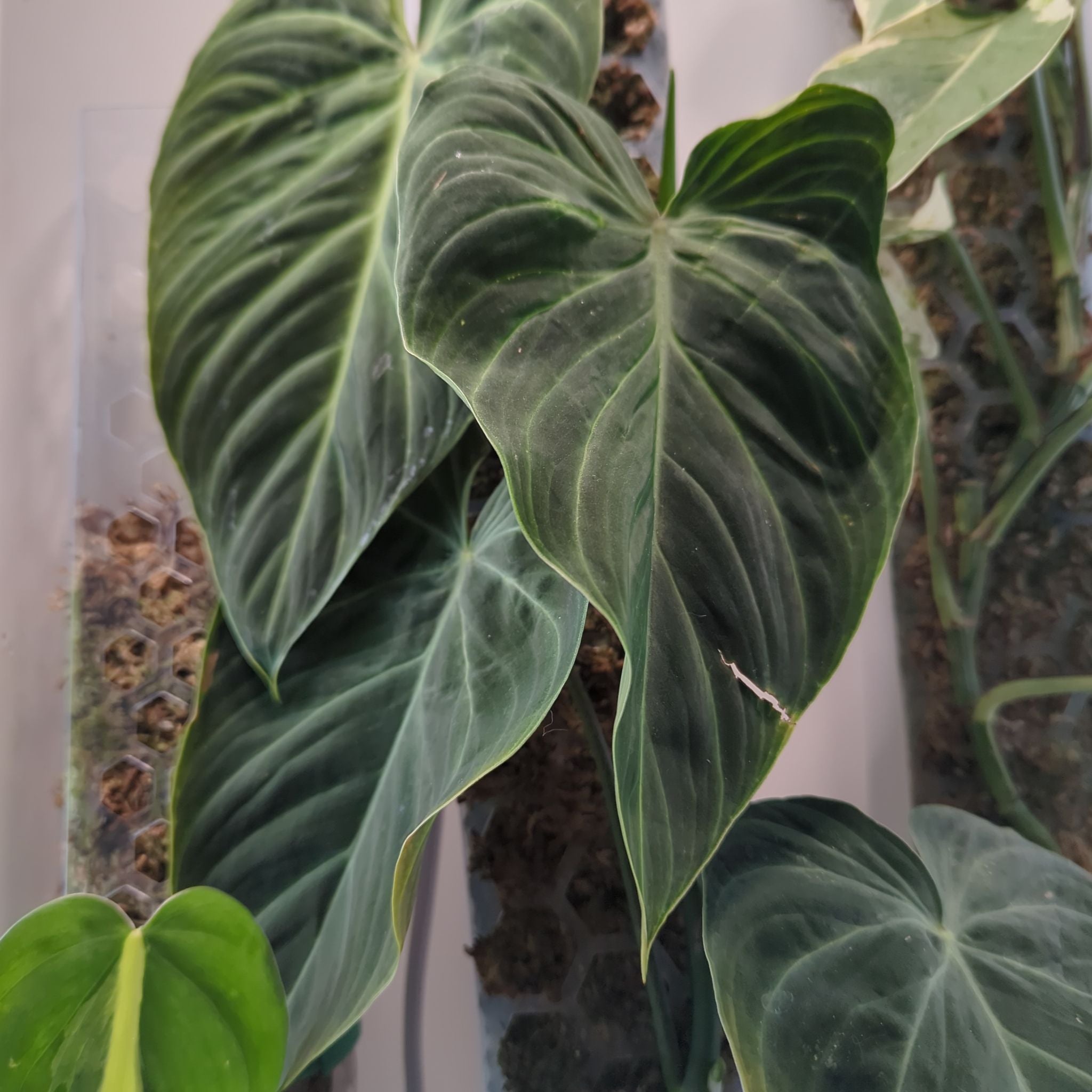 Why Is My Philodendron Splendid Not Doing Well?