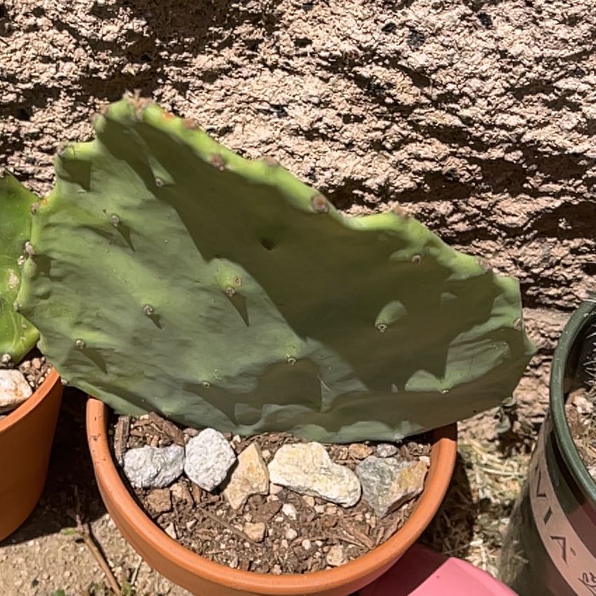 🌵 What Do Erect Prickly Pear Flowers Mean?