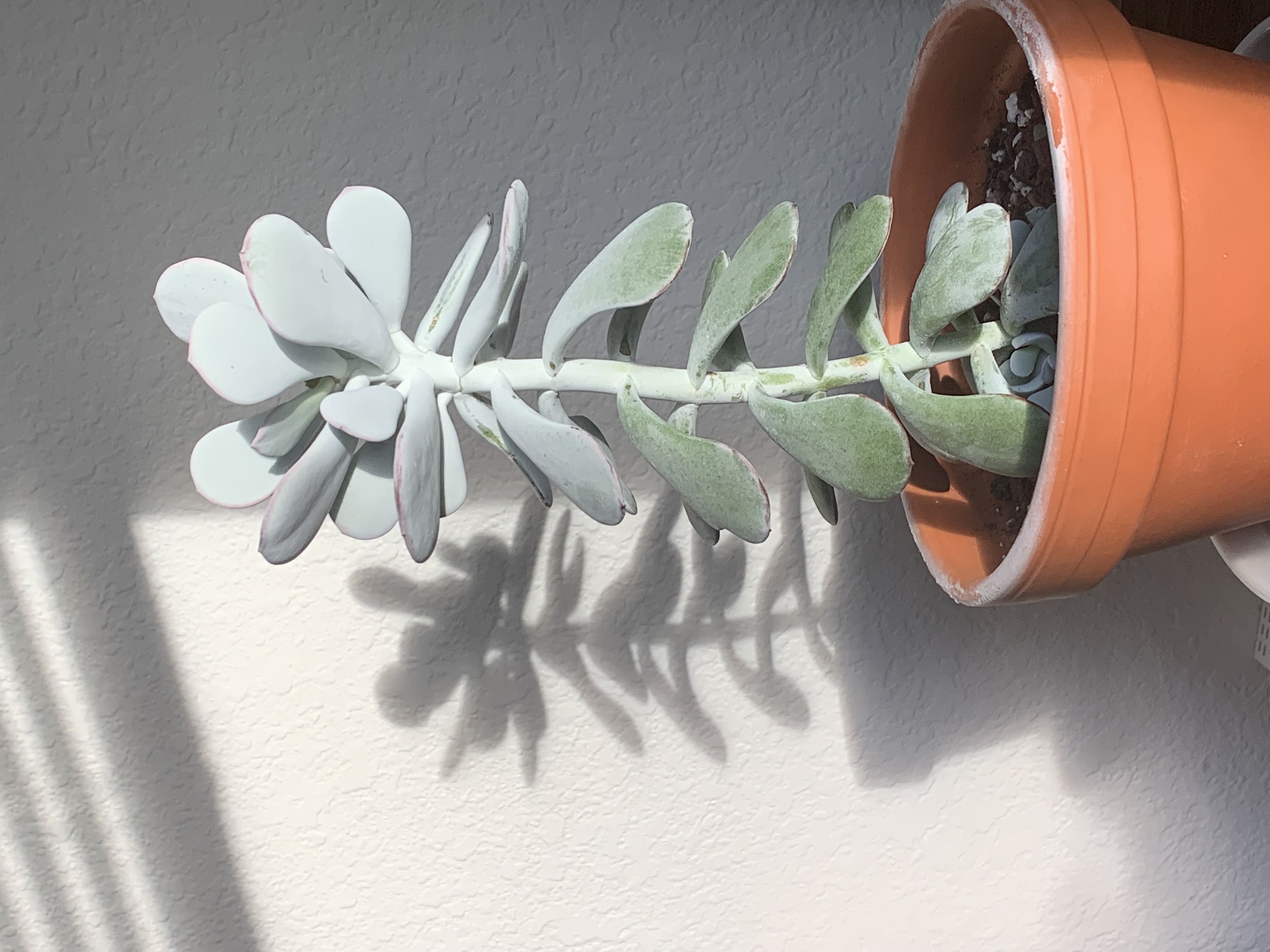 Pig's Ear Plant Care: Water, Light, Nutrients | Greg App 🌱