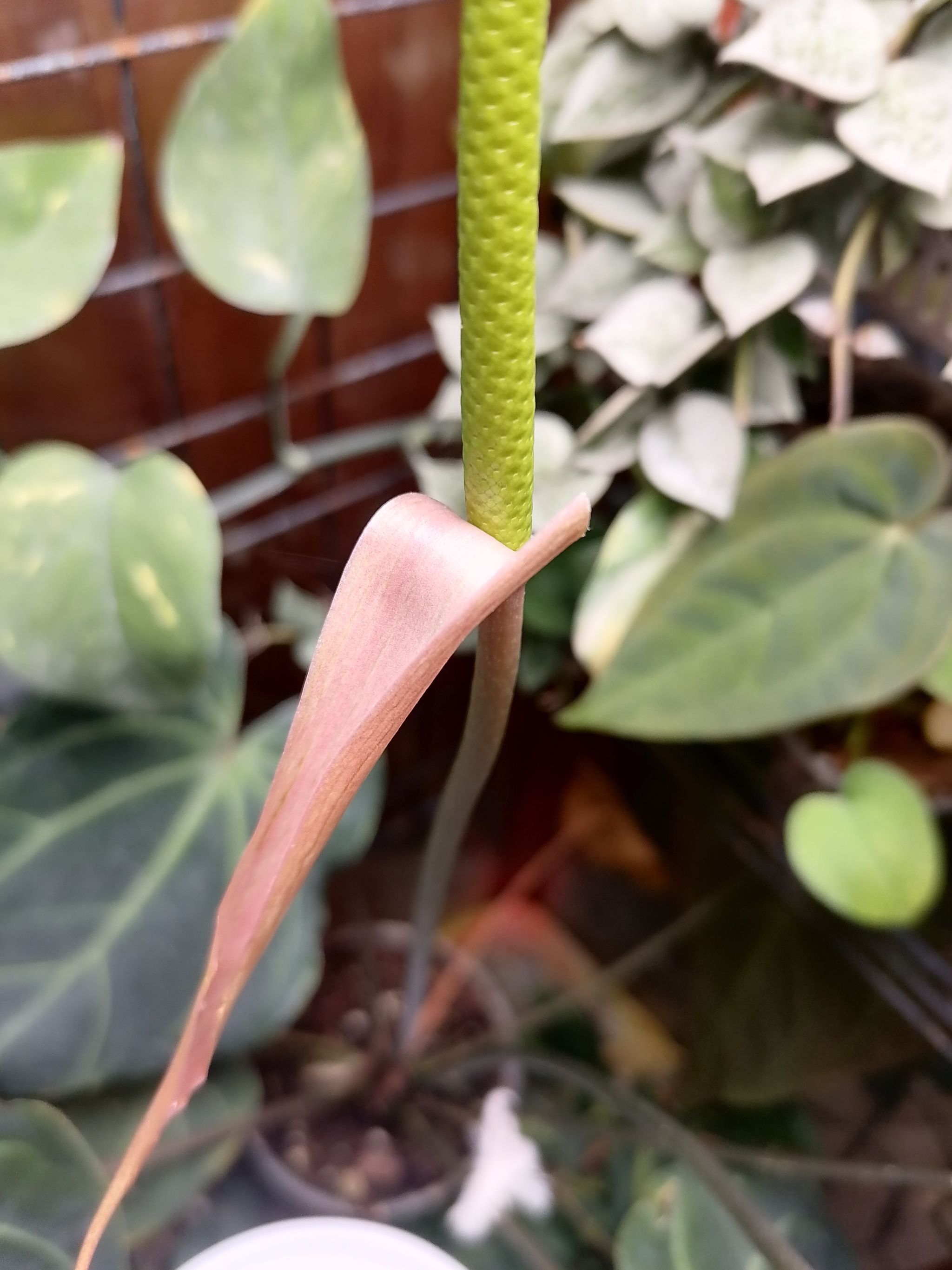The Complete Anthurium 'Big Red Bird' Plant Care Guide: Water, Light ...
