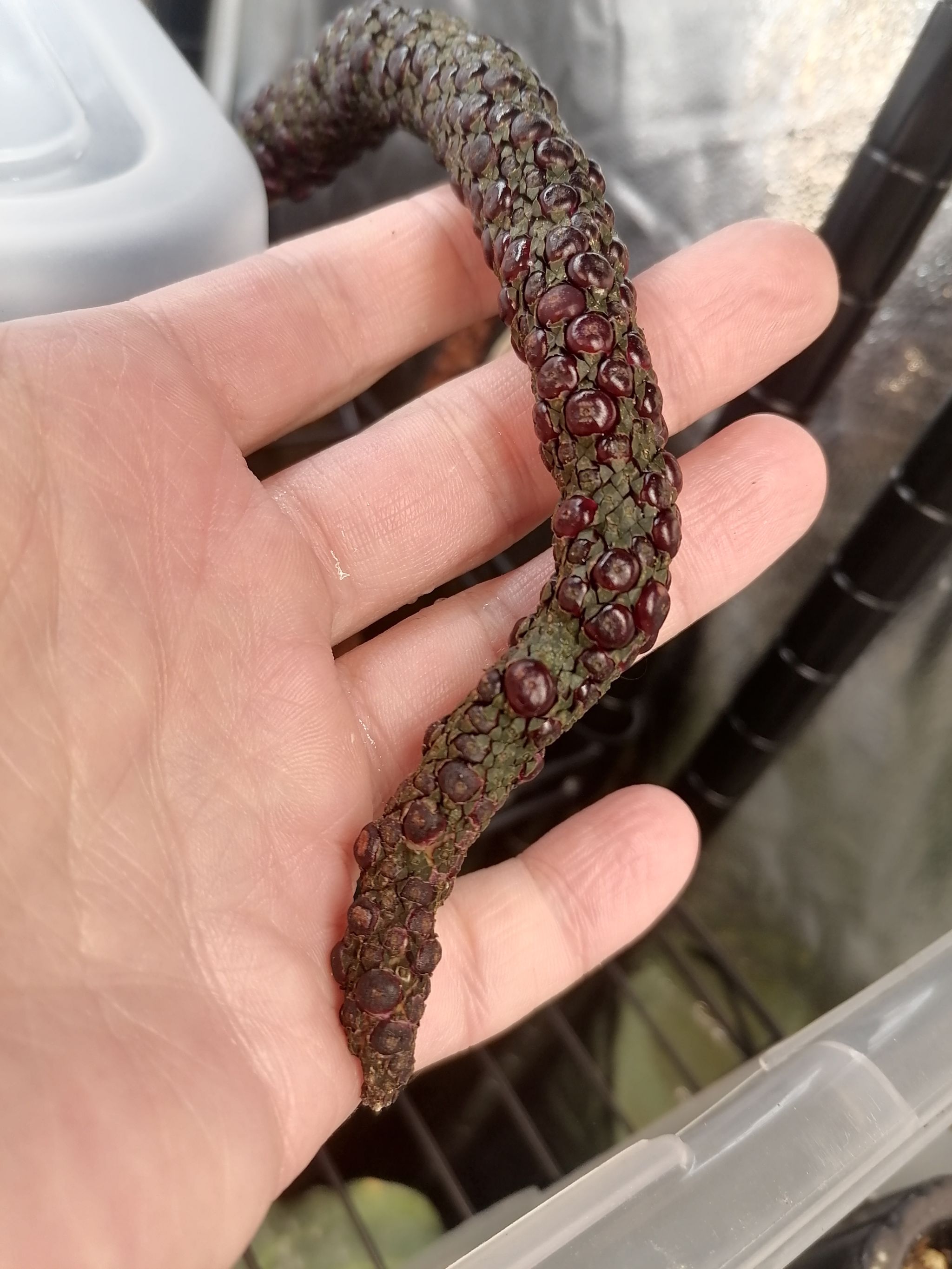 🐒 4 Secret Climbing Anthurium Landscaping Tricks