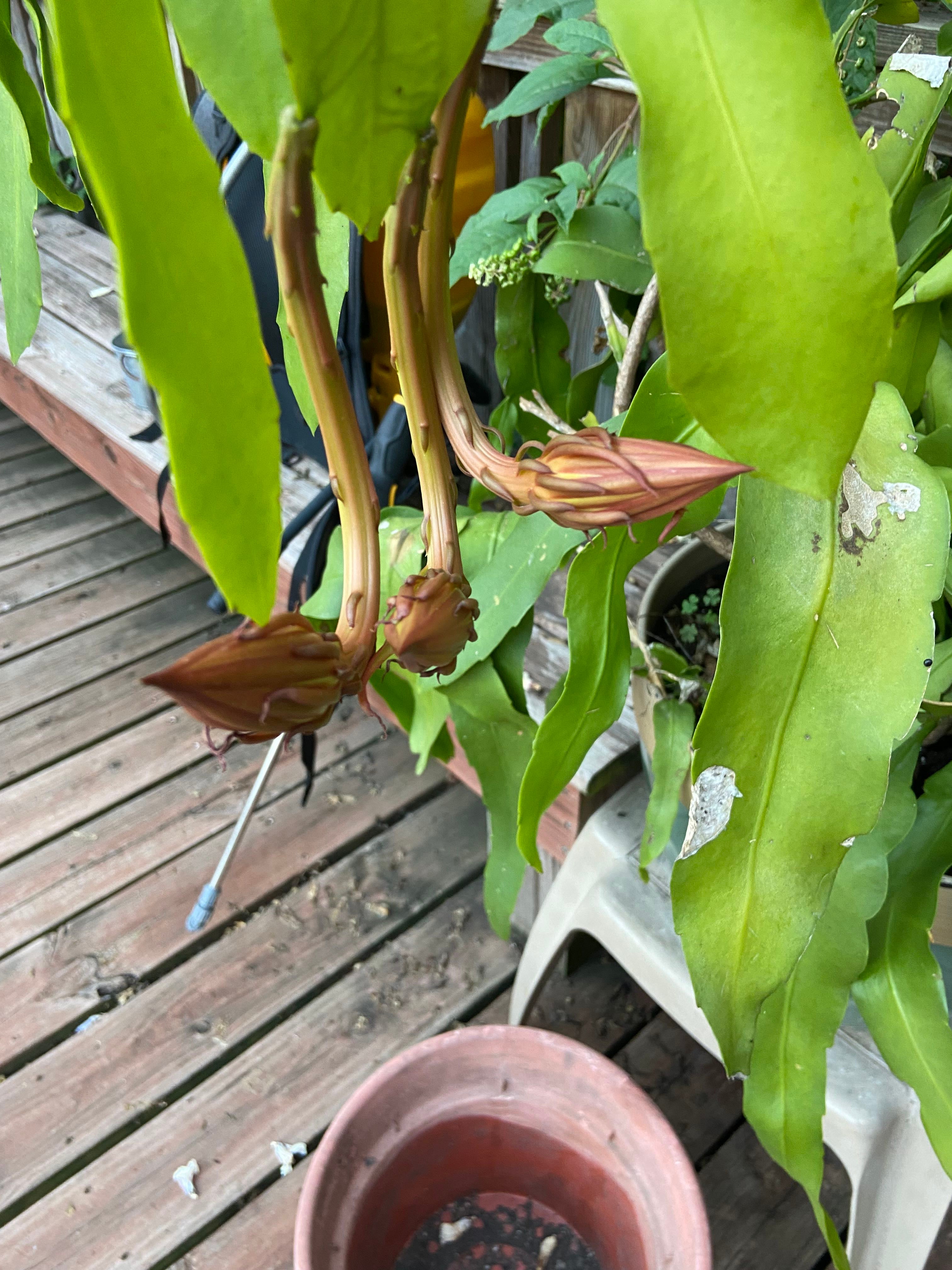 Curly Locks Orchid Cactus Plant Care: Water, Light, Nutrients | Greg App 🌱
