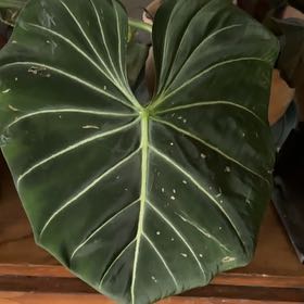 Denali | A plant by @ConvincingMango on Greg