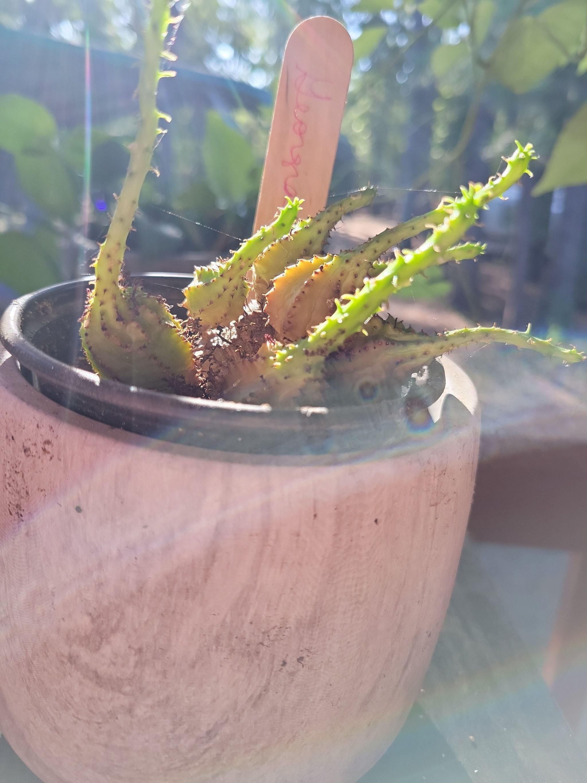 How to Care for Dagger Cactus: Mastering Water, Sunlight & More