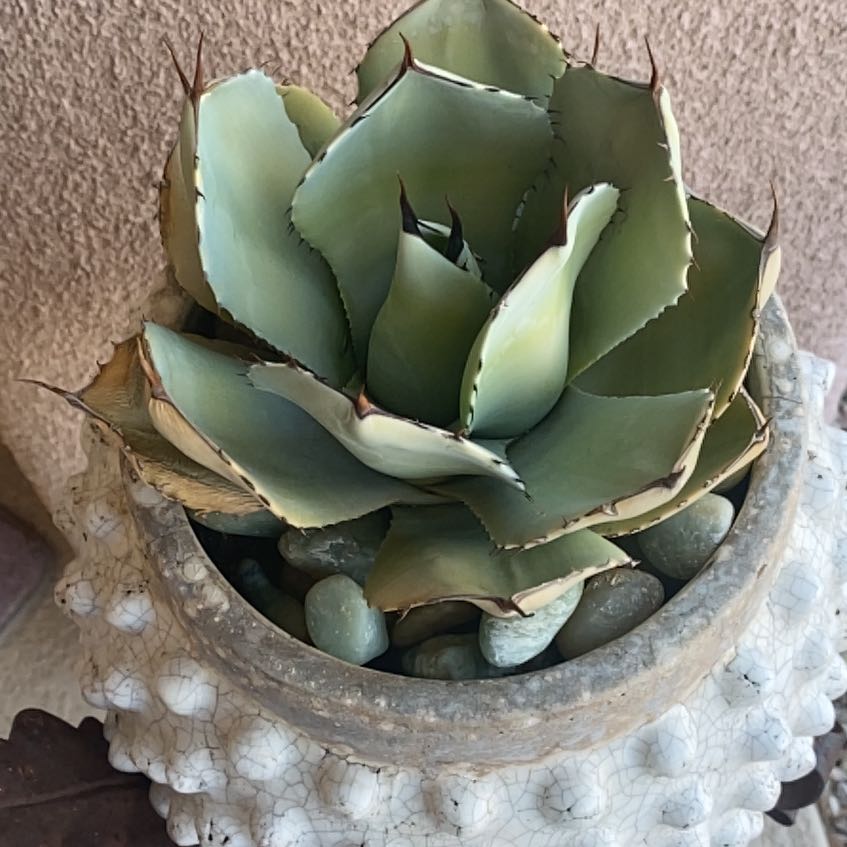 How to Propagate Your Parry's Agave