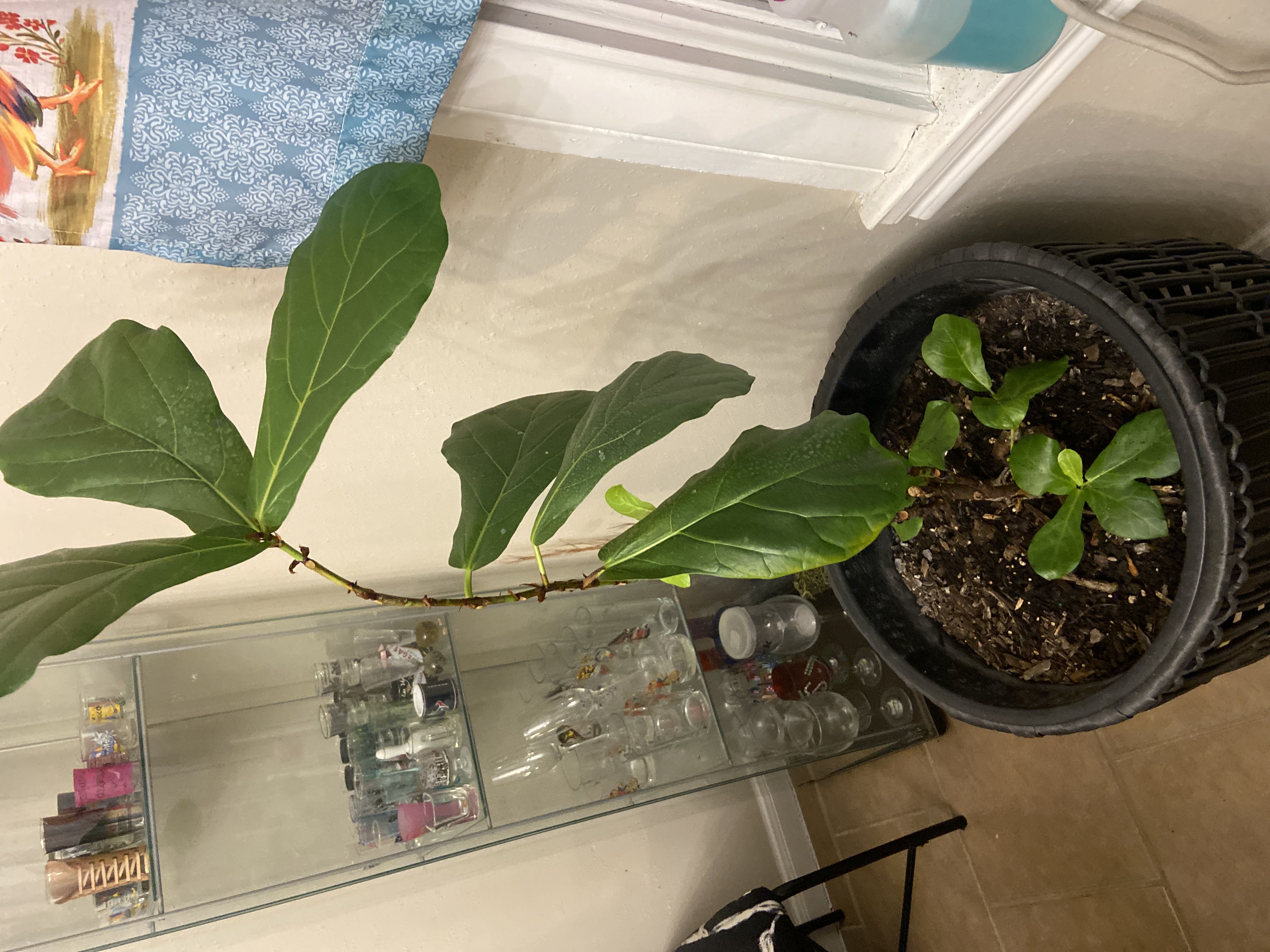 How to Care for ficus carica celeste: Mastering Water, Sunlight & More