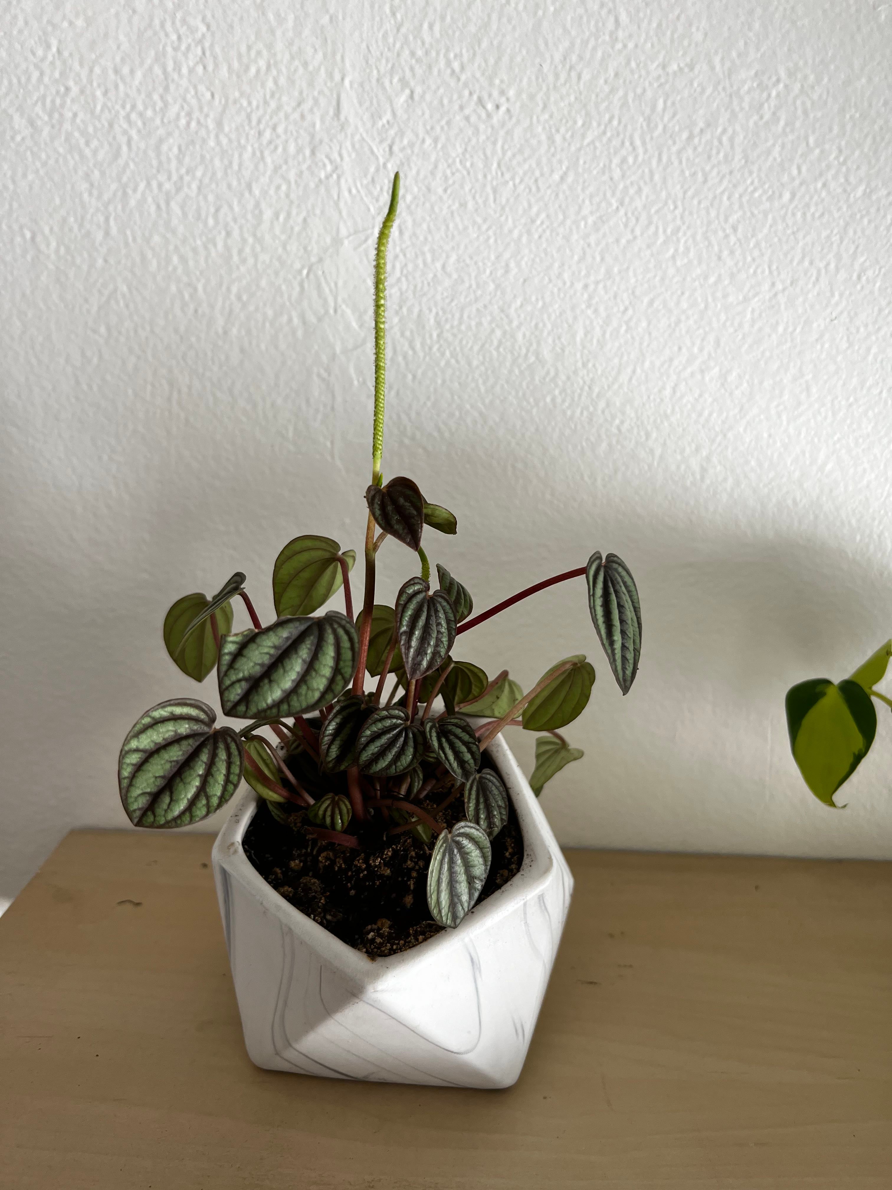The Complete Emerald Ripple Peperomia Plant Care Guide: Water, Light ...
