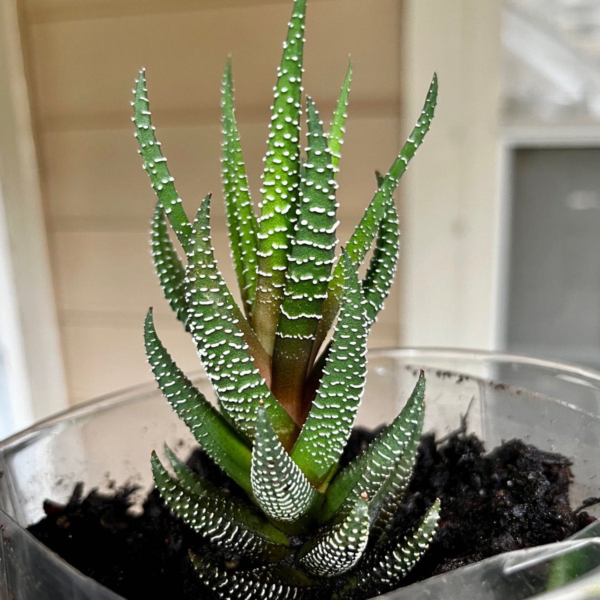 Keep Your Zebra Plant Alive: Light, Water & Care Instructions