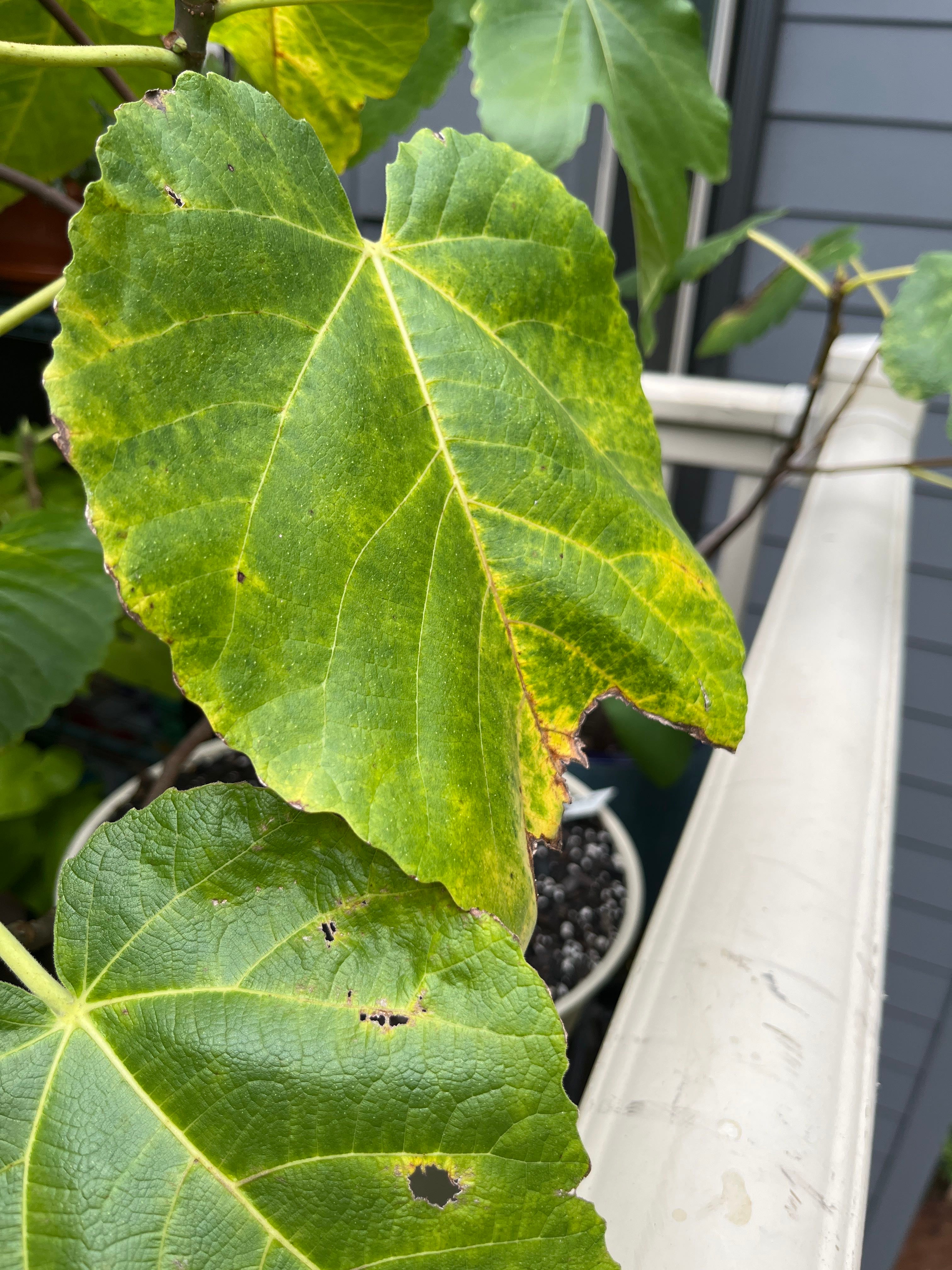 Fig Tree Height and Width Guide 🍐