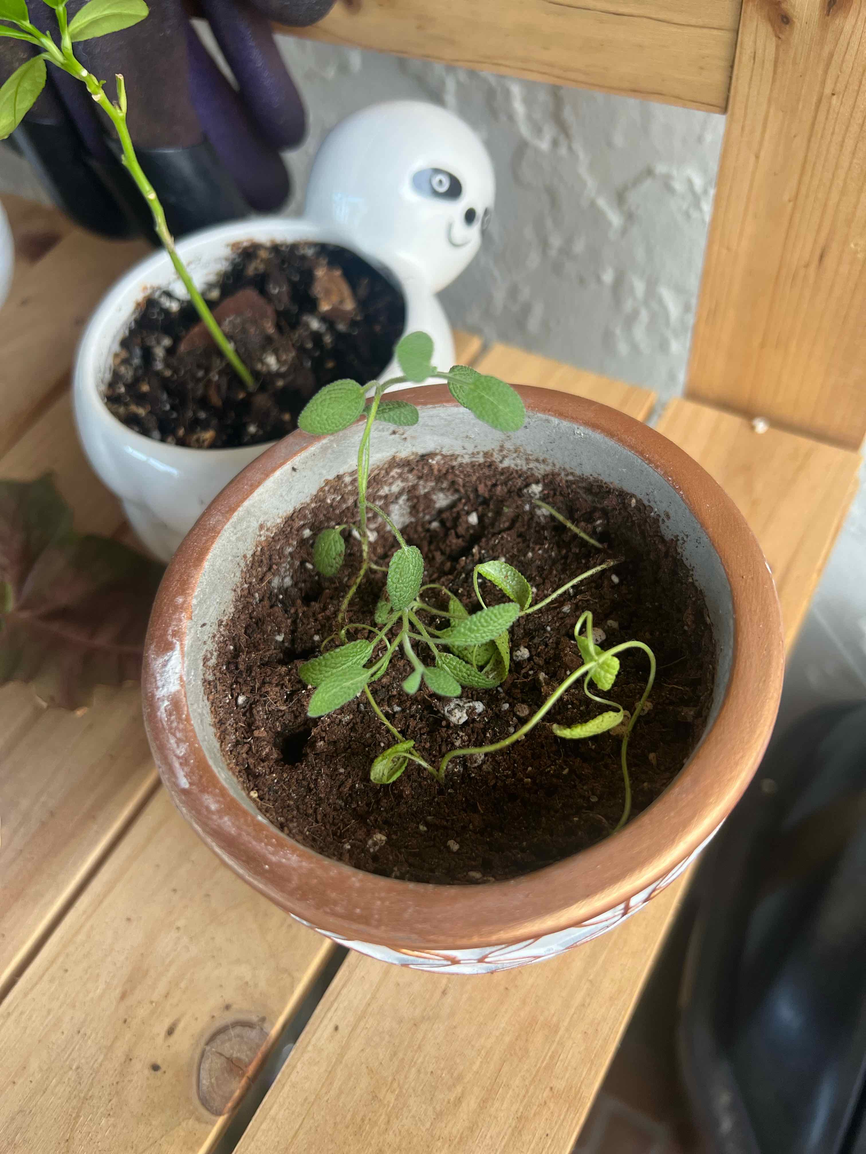 Best Potting Soil Mix for Common Sage