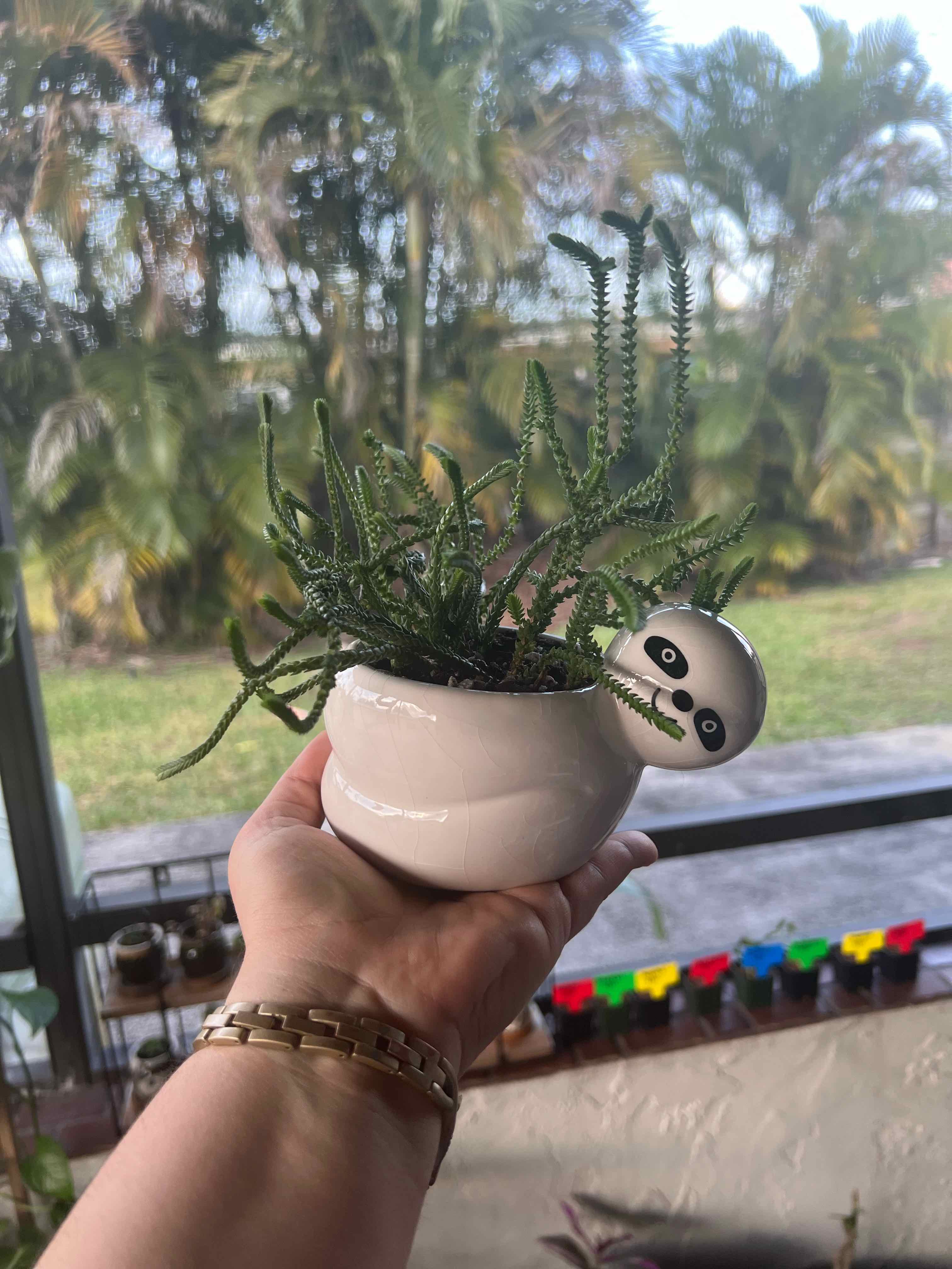 What Temperature Should My Princess Pine Be Kept At?