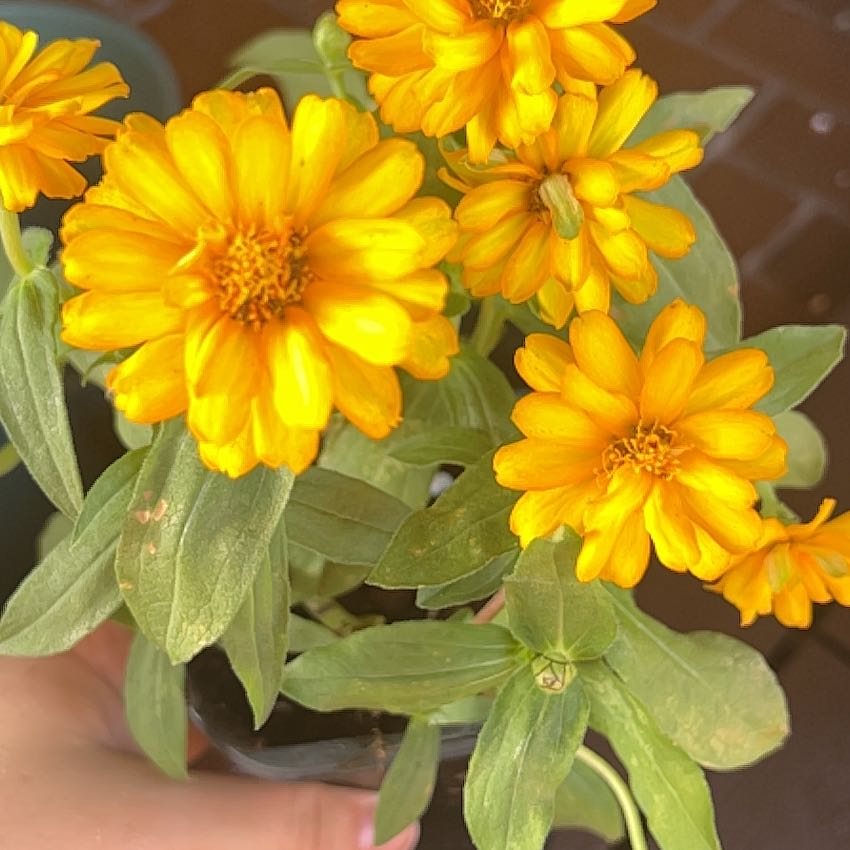 Why Are My Common Zinnia Leaves Curling?