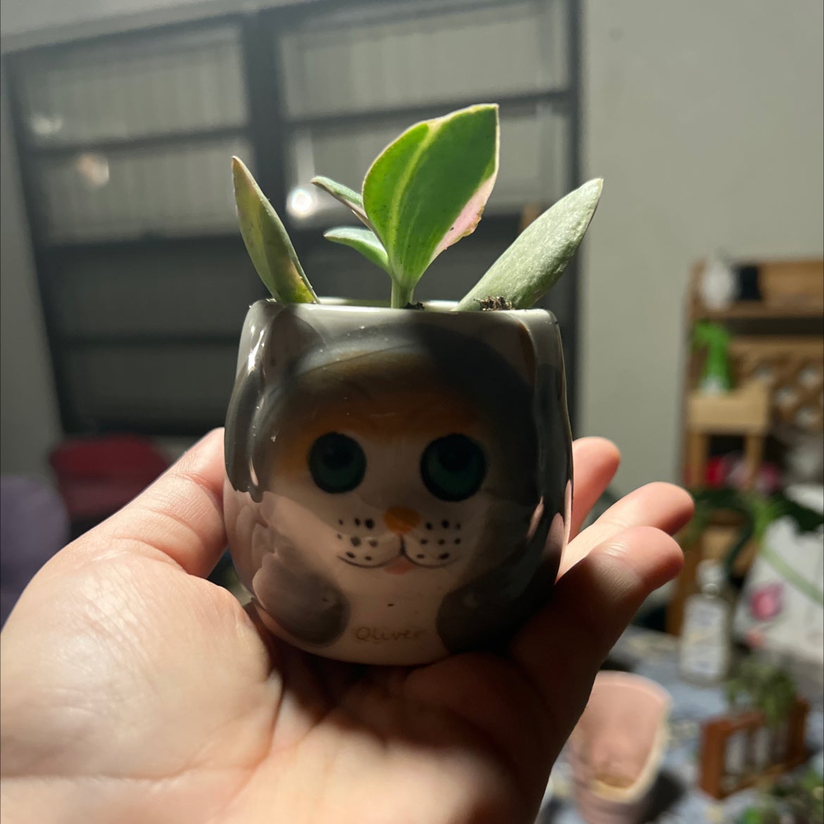 'Lemon & Lime' Jade Plant Care 101: Water, Light & Growing Tips