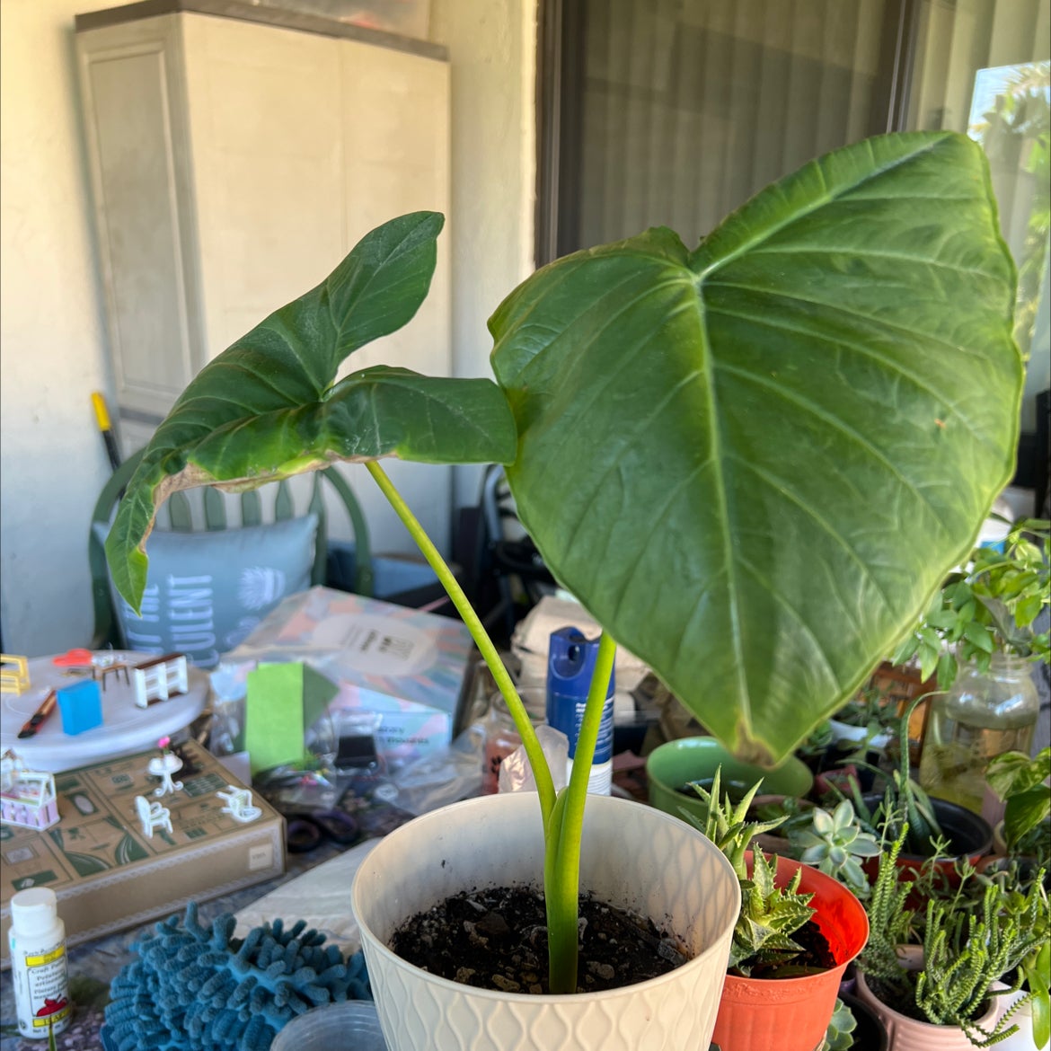 My Arrowleaf Elephant Ear's Light Requirements