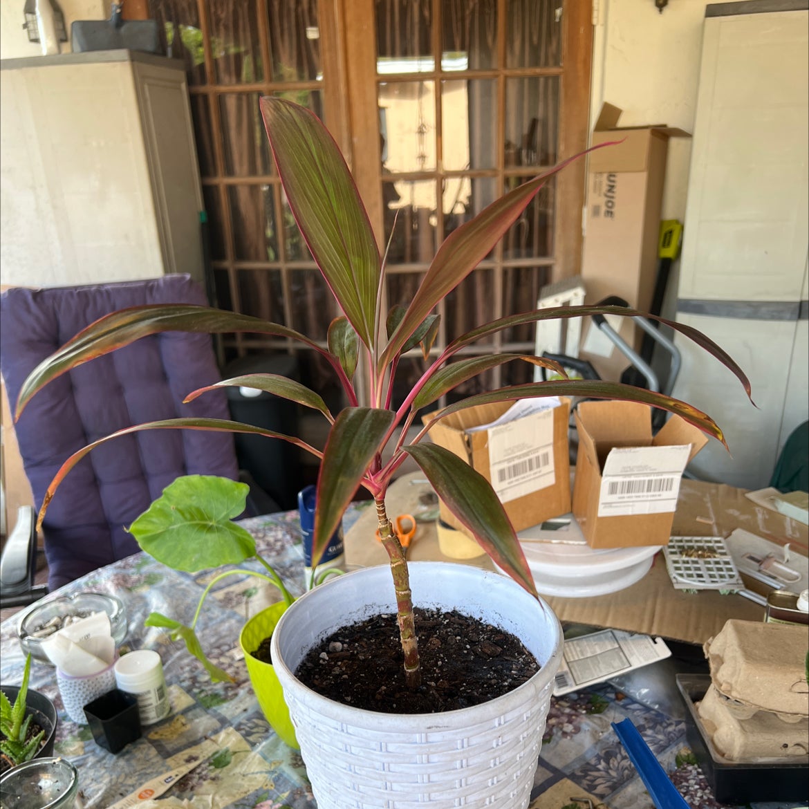 Symbolism And Benefits Of The Ti Plant