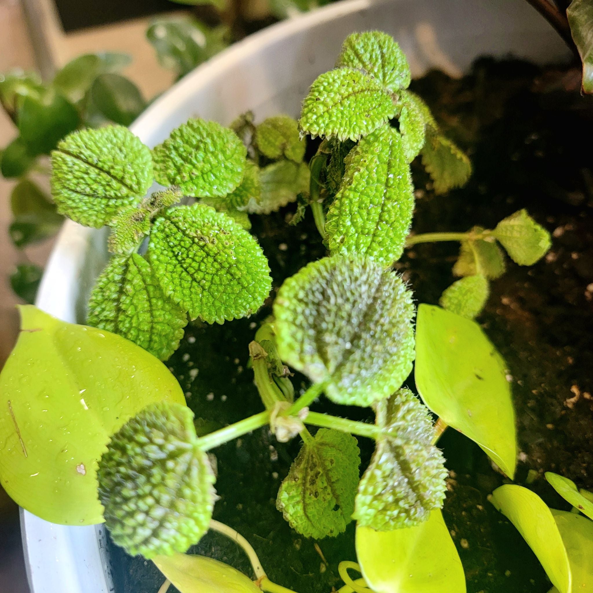🍂 Why Are My Pilea 'Moon Valley' Leaves Turning Yellow?