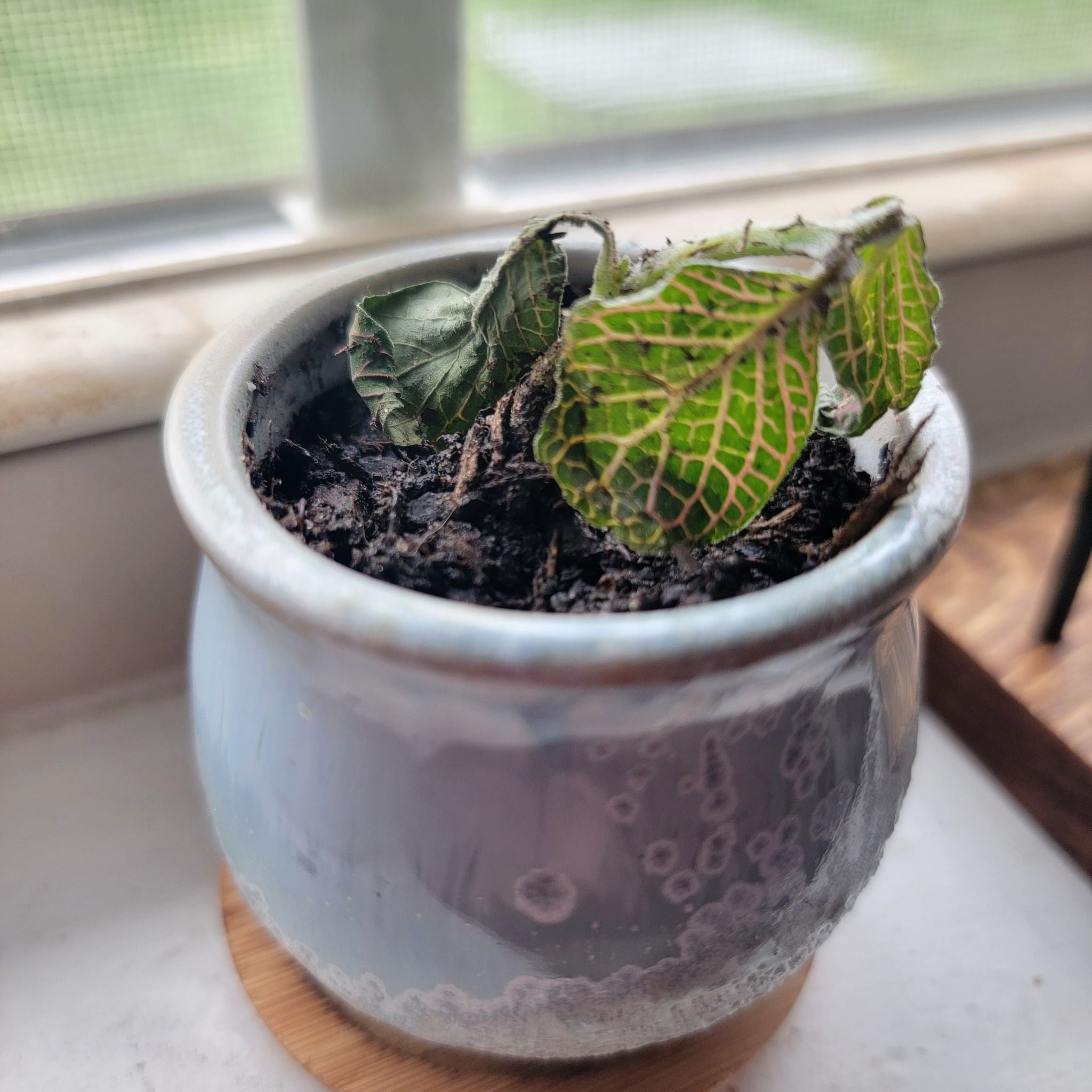 How Do I Cure Red Anne Nerve Plant Root Rot?