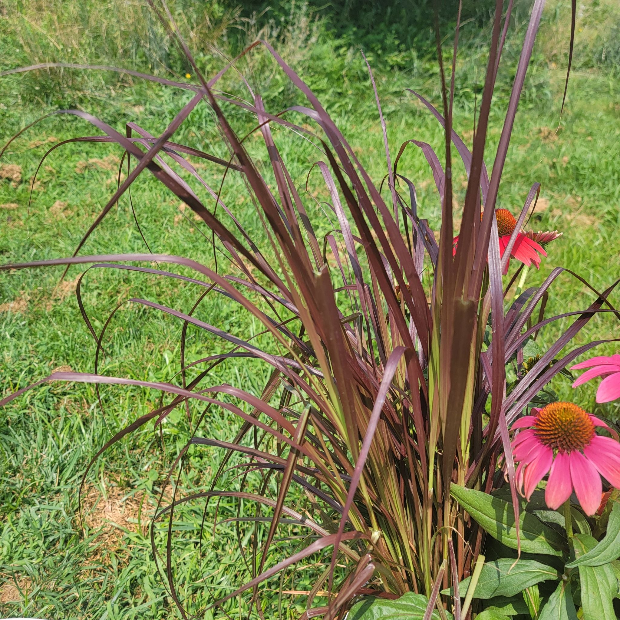 Purple Fountain Grass Plant Care: Water, Light, Nutrients | Greg App 🌱