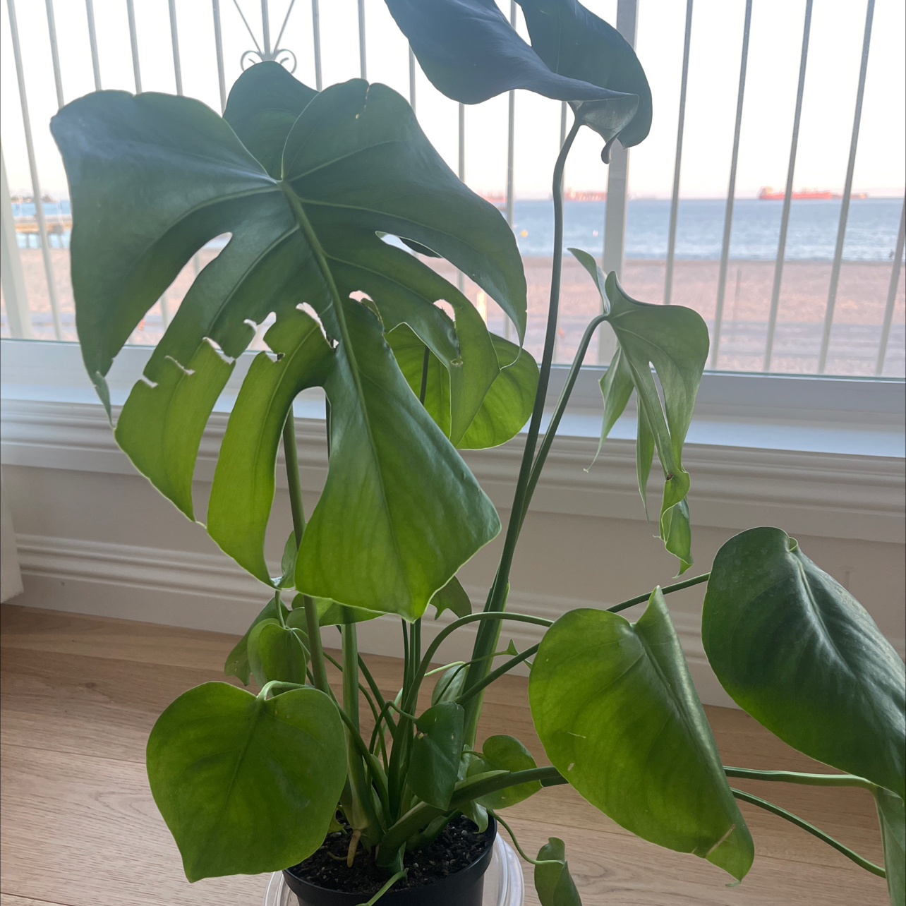 Athena | A plant by @BuddingPlanera on Greg