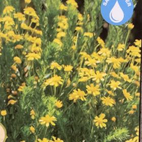 The Complete Honey Euryops Plant Care Guide: Water, Light & Beyond