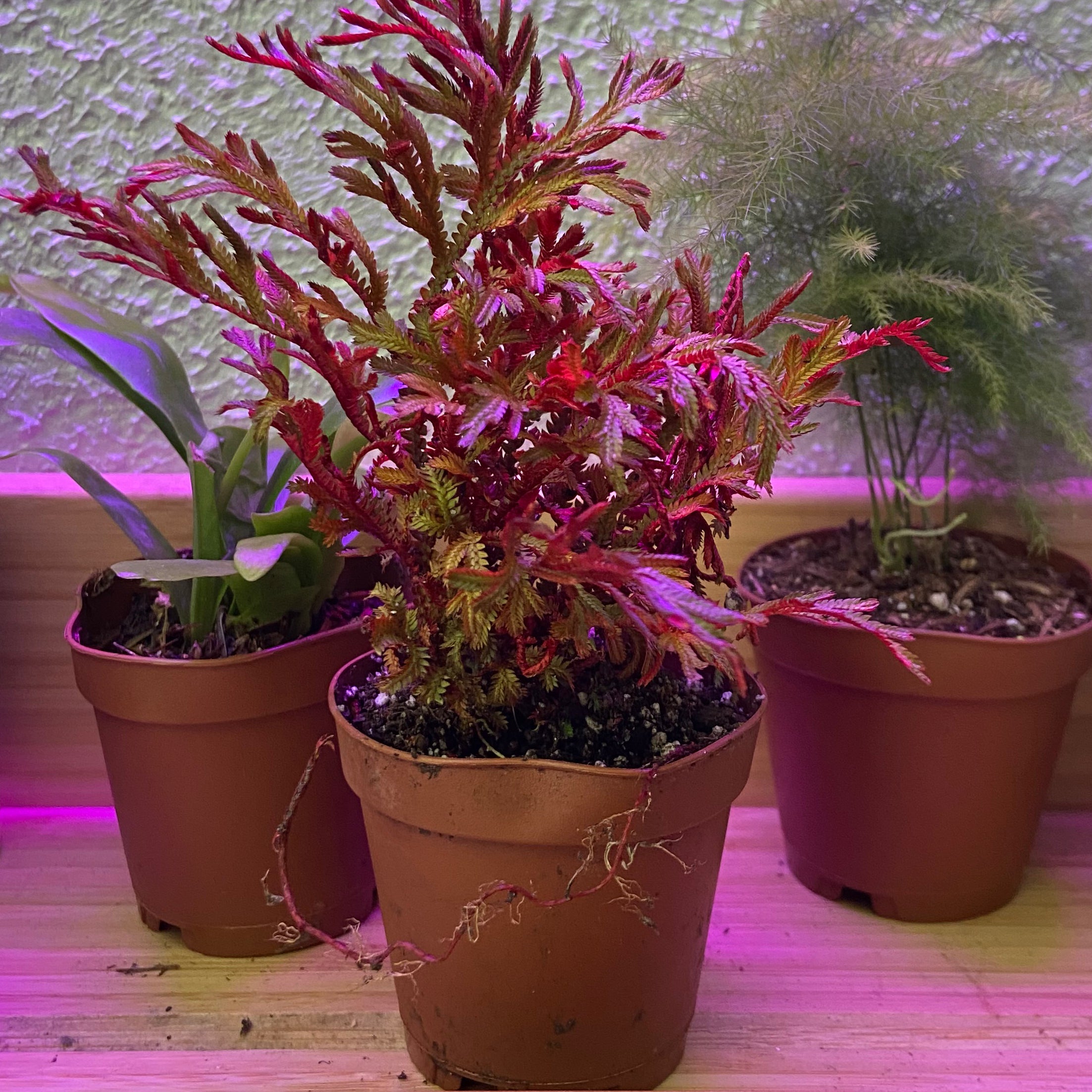 Personalized Ruby Red Club Moss Care: Water, Light, Nutrients | Greg App