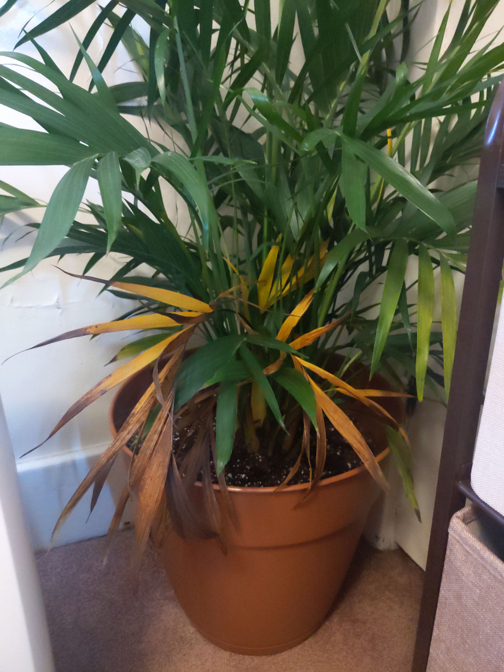 Indoor Palm Turning Yellow