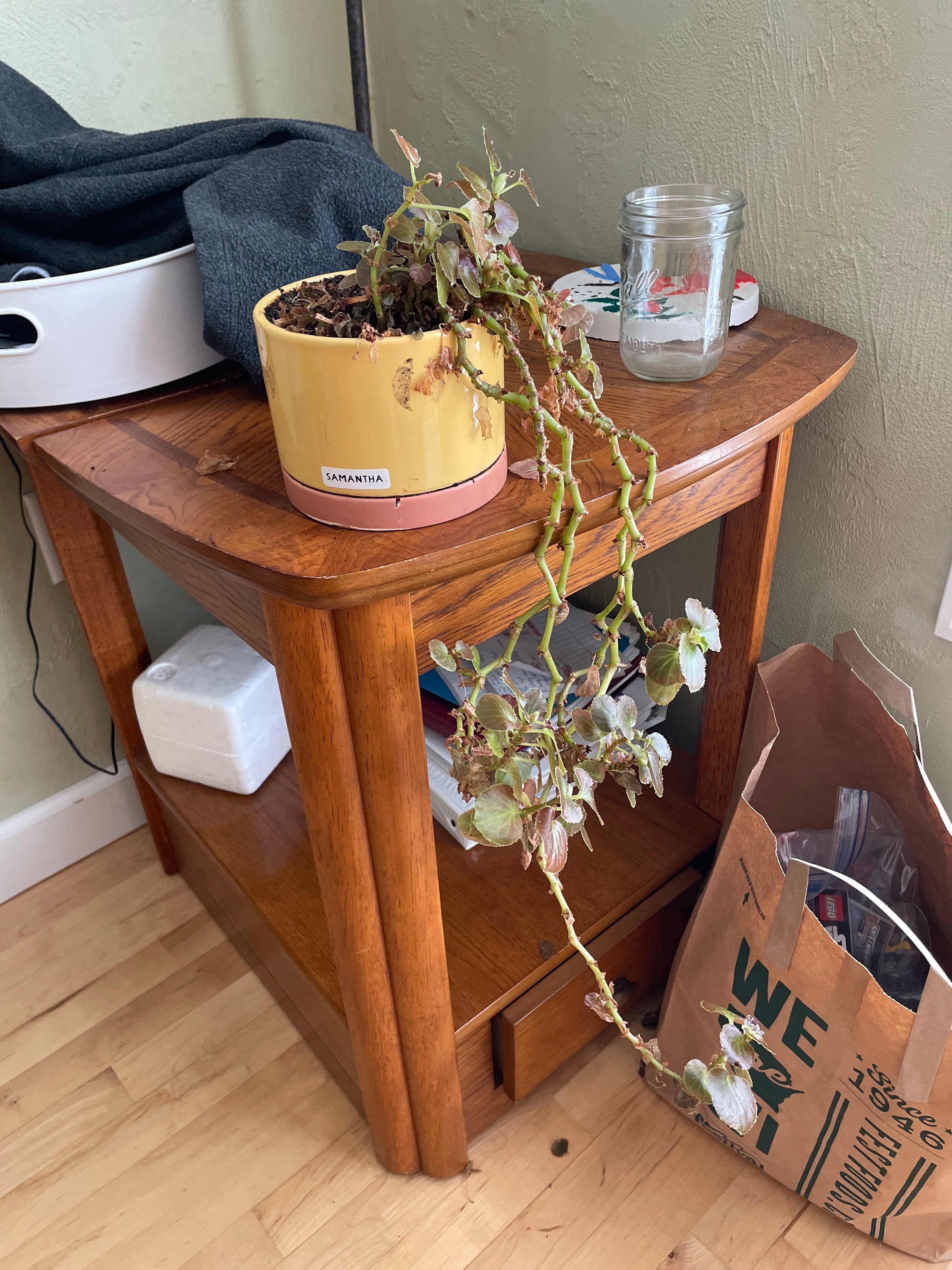 Clubed Begonia Plant Care: Water, Light, Nutrients | Greg App 🌱