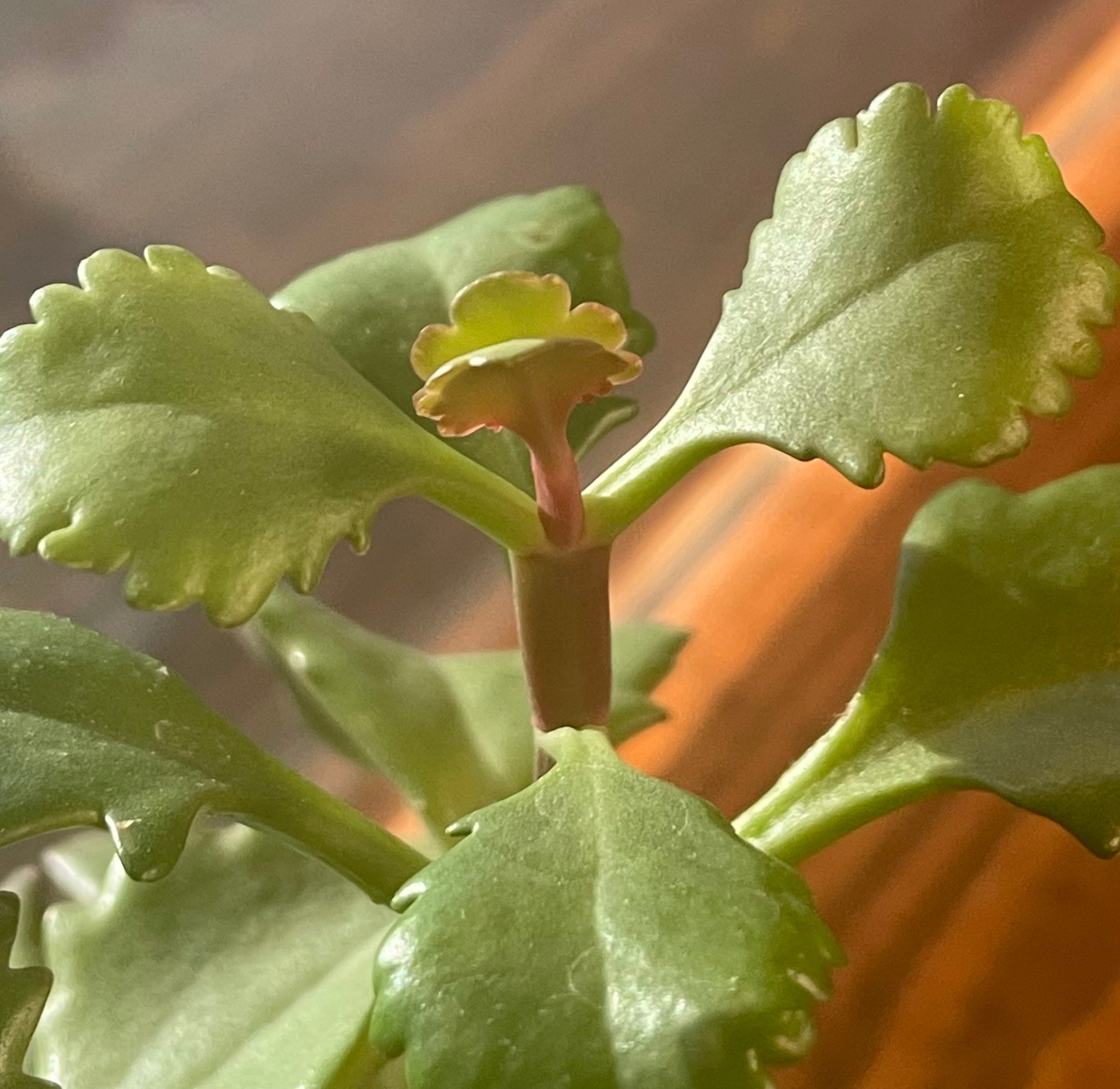 Propagating Lavender Scallops: Step-by-step Guide