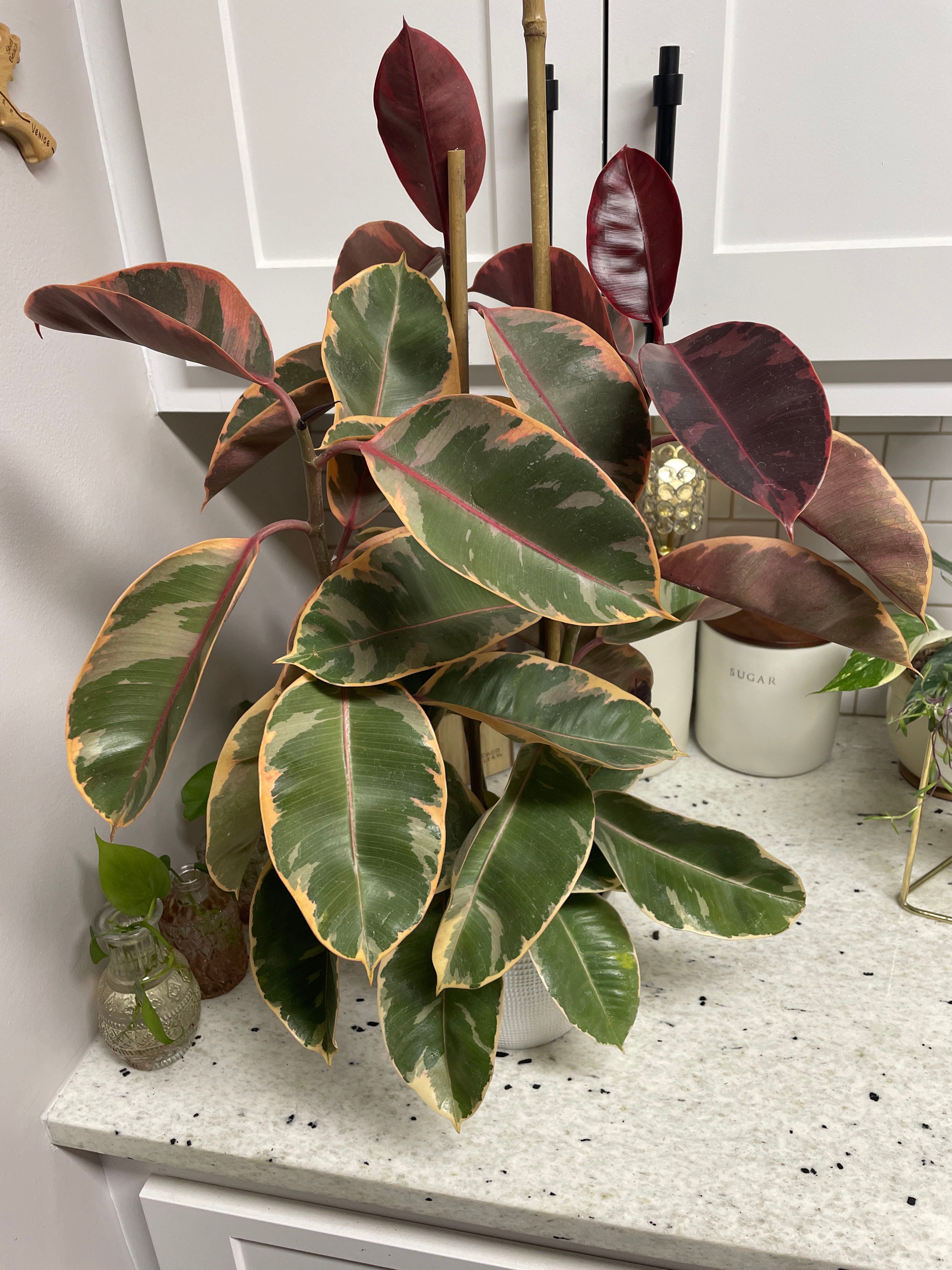 Ficus 'Ruby' Plant Care: Water, Light, Nutrients | Greg App 🌱