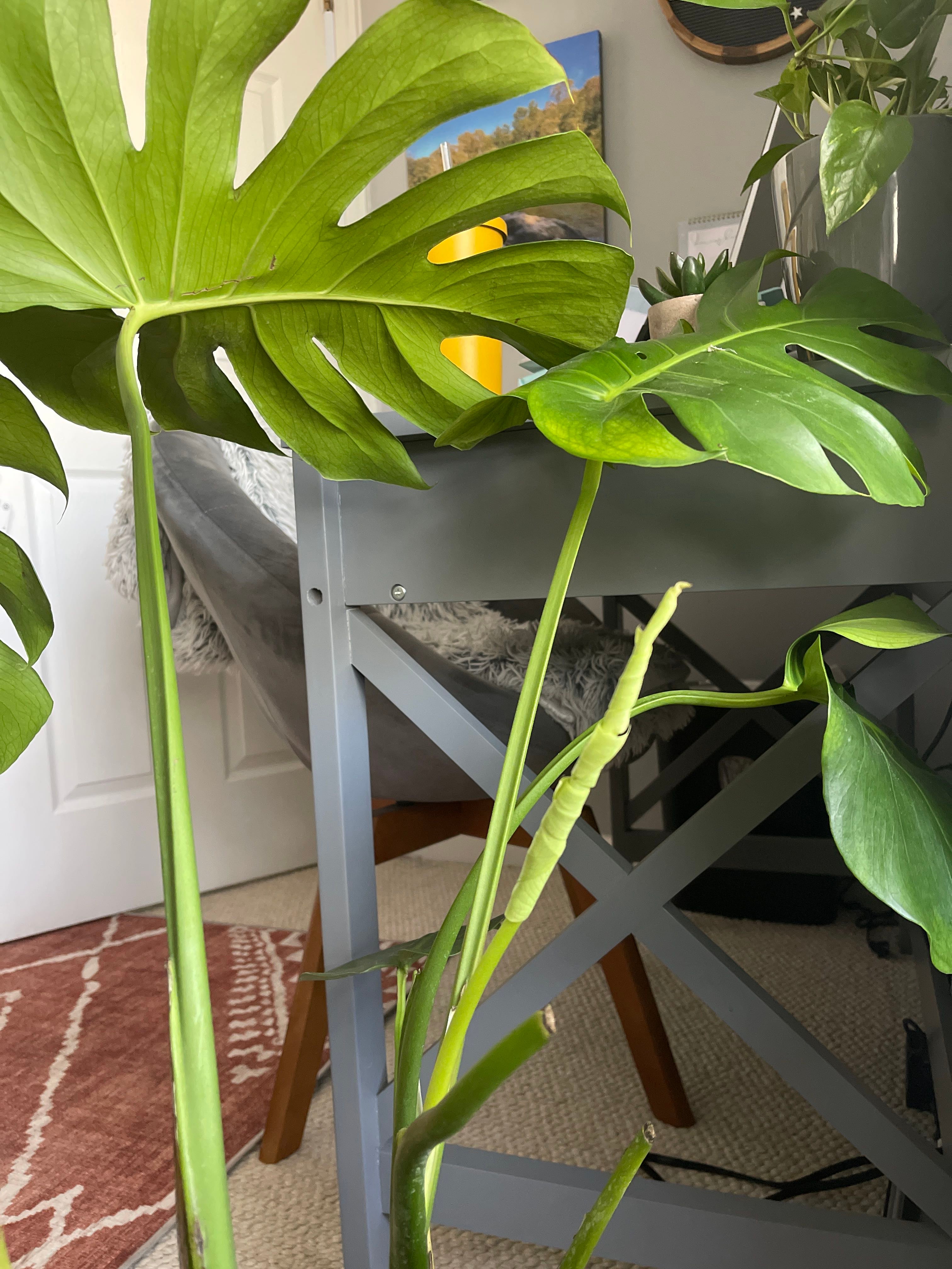 Keep Your Monstera Alive: Light, Water & Care Instructions