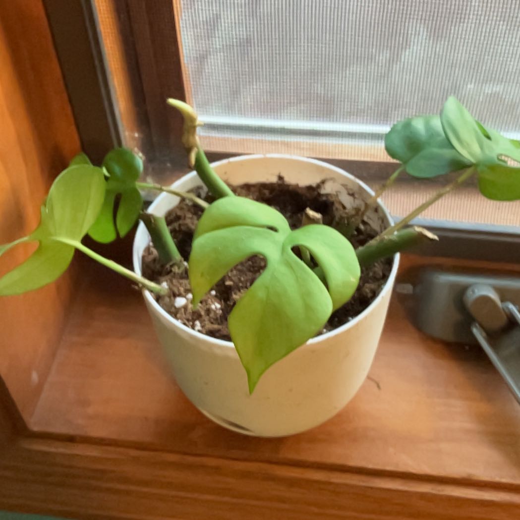 Why Are My Mini Monstera Leaves Dropping? 😔