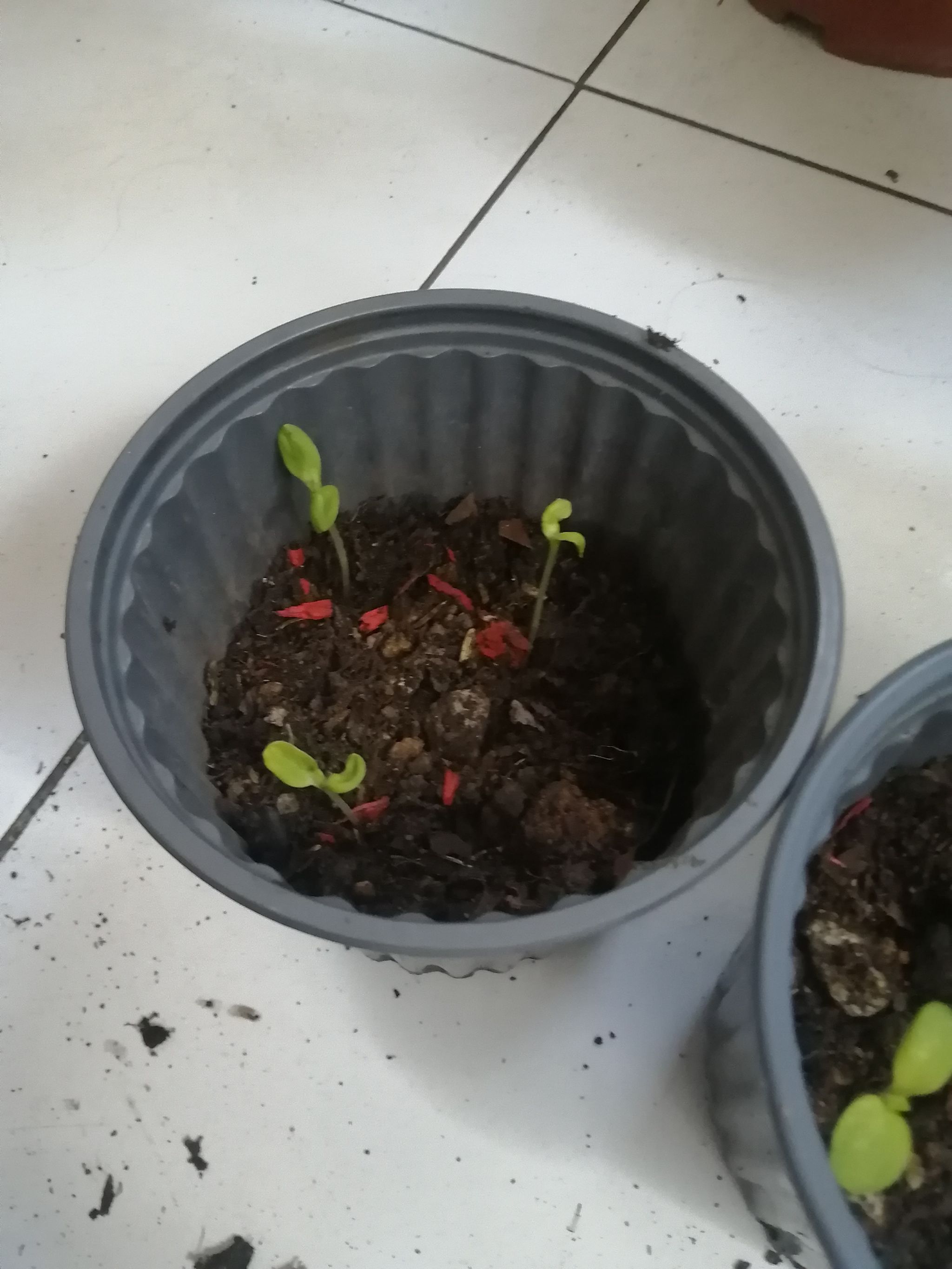 Black Spots on My Jua Maya Sunflower Leaves