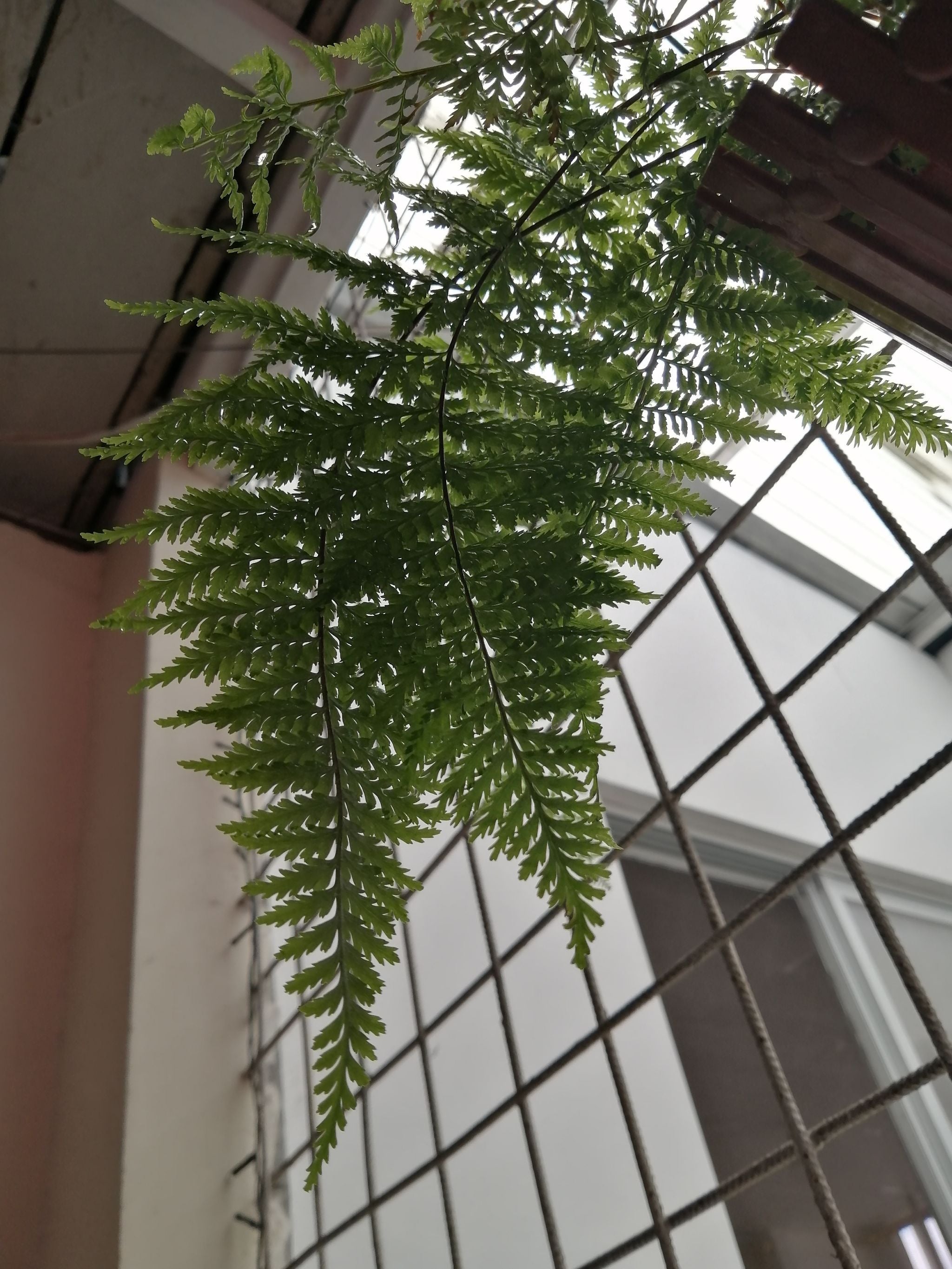 🍊 Propagating Orange Tree: The Ultimate Guide