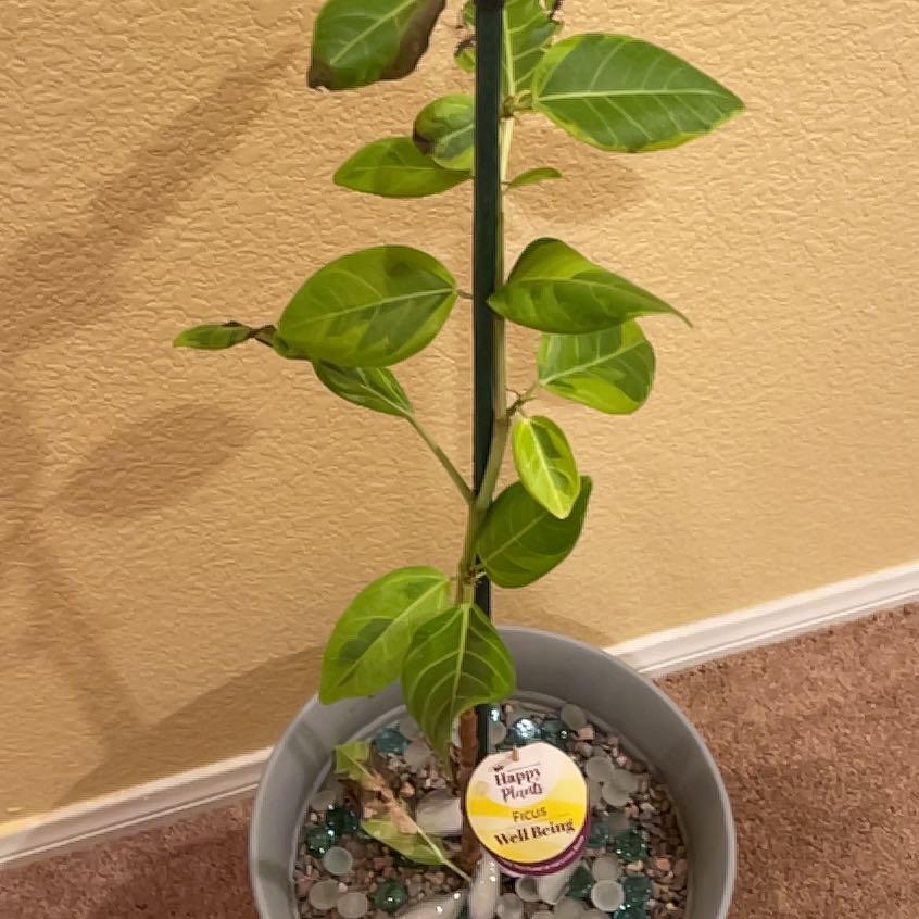 Marley | A plant by @LuckyBrushbox on Greg