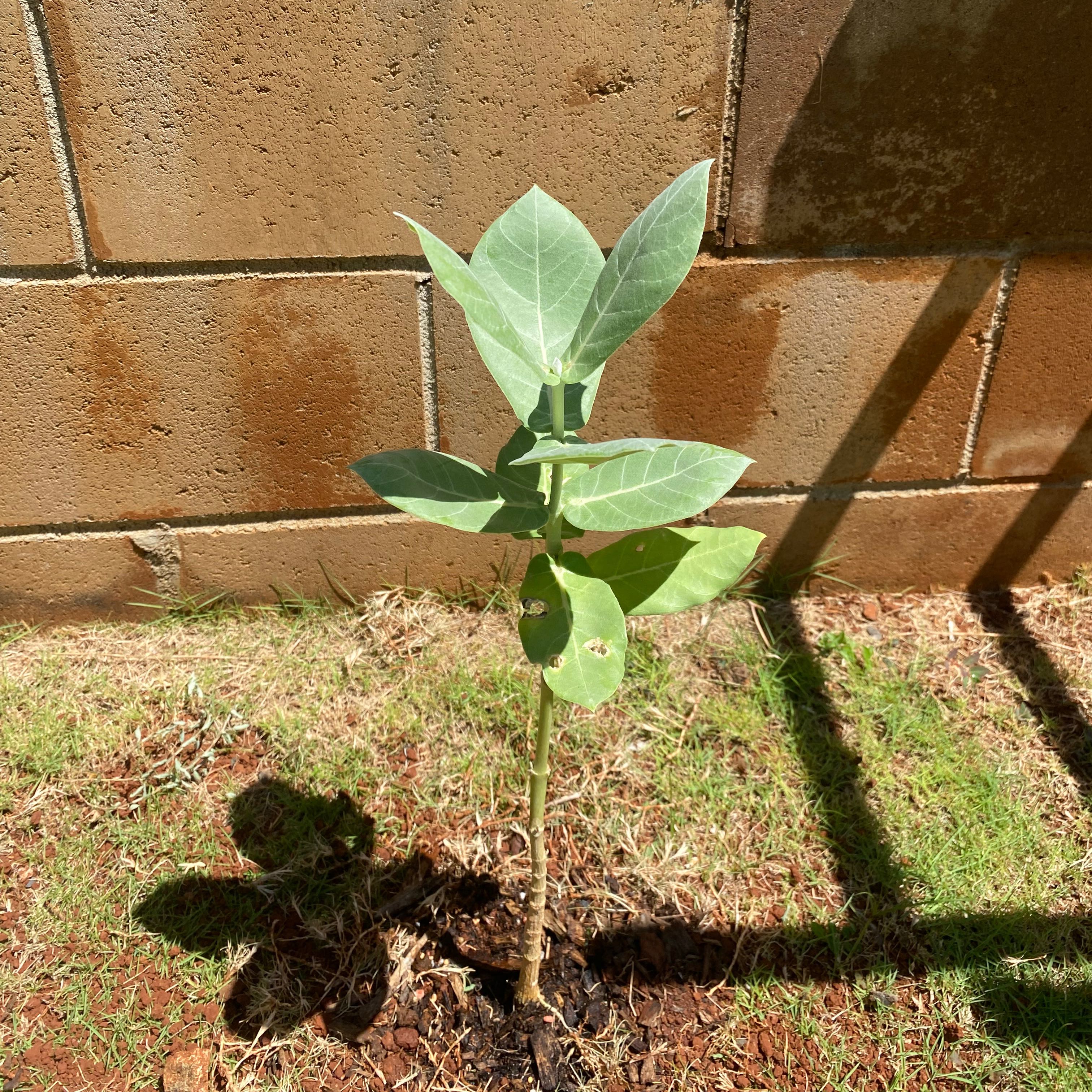 How to Propagate Your Crown Flower