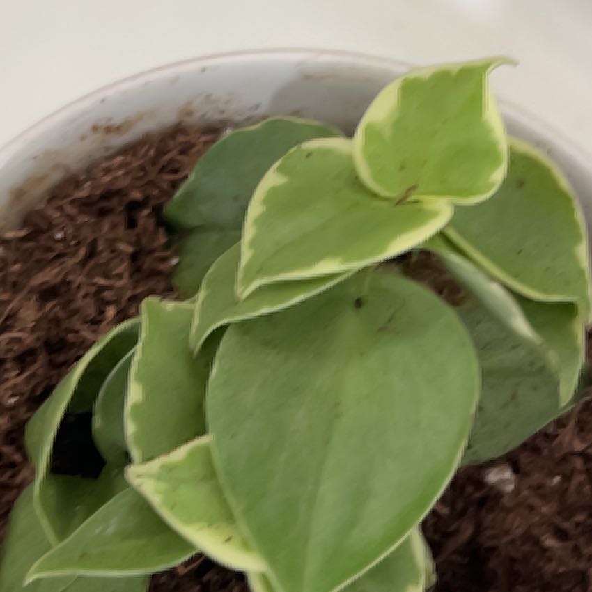 Bruce Lee | A plant by @HumbleSoftcane on Greg