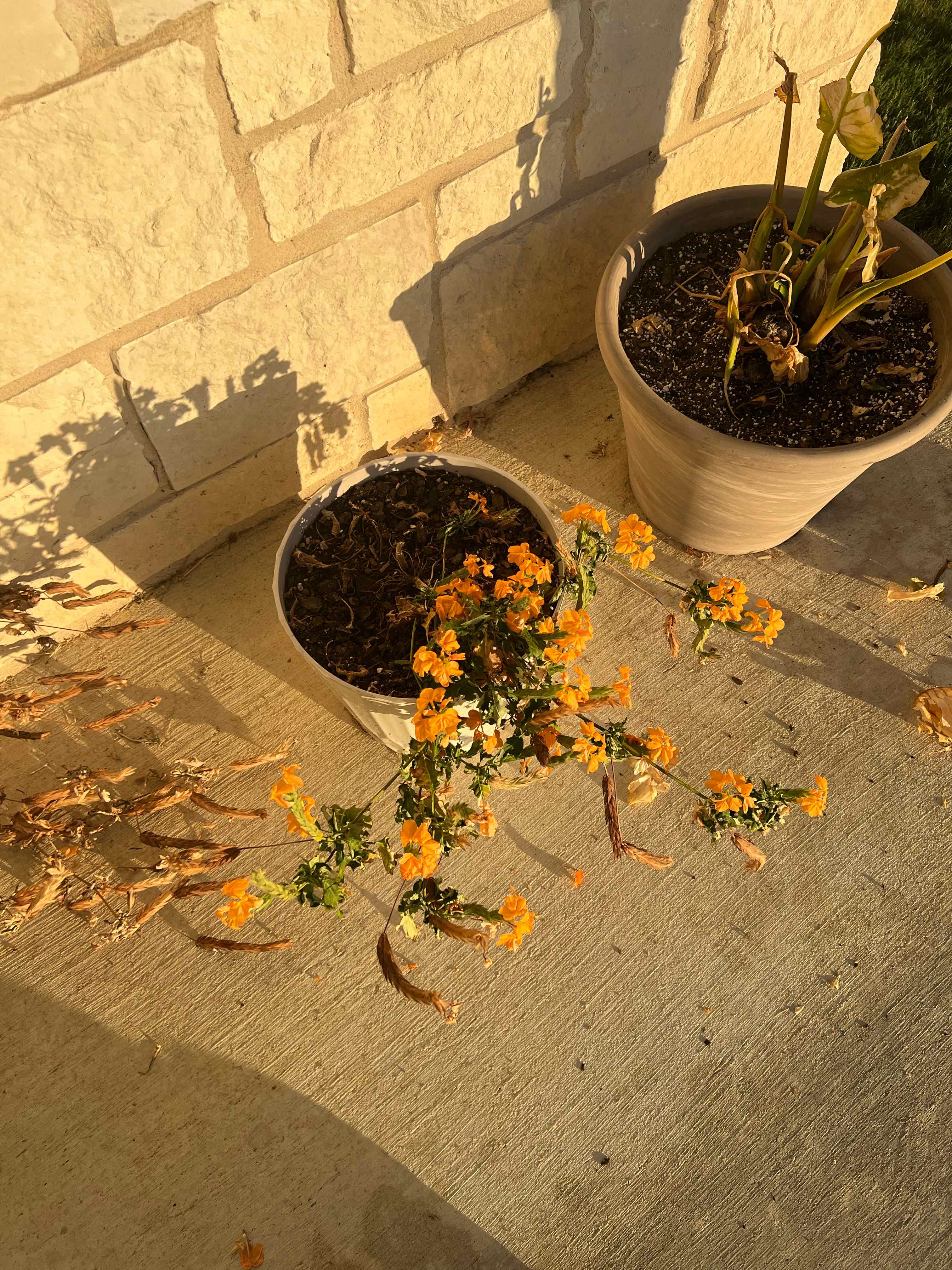 🧨 Why Are There Brown Spots on My Firecracker Flower?