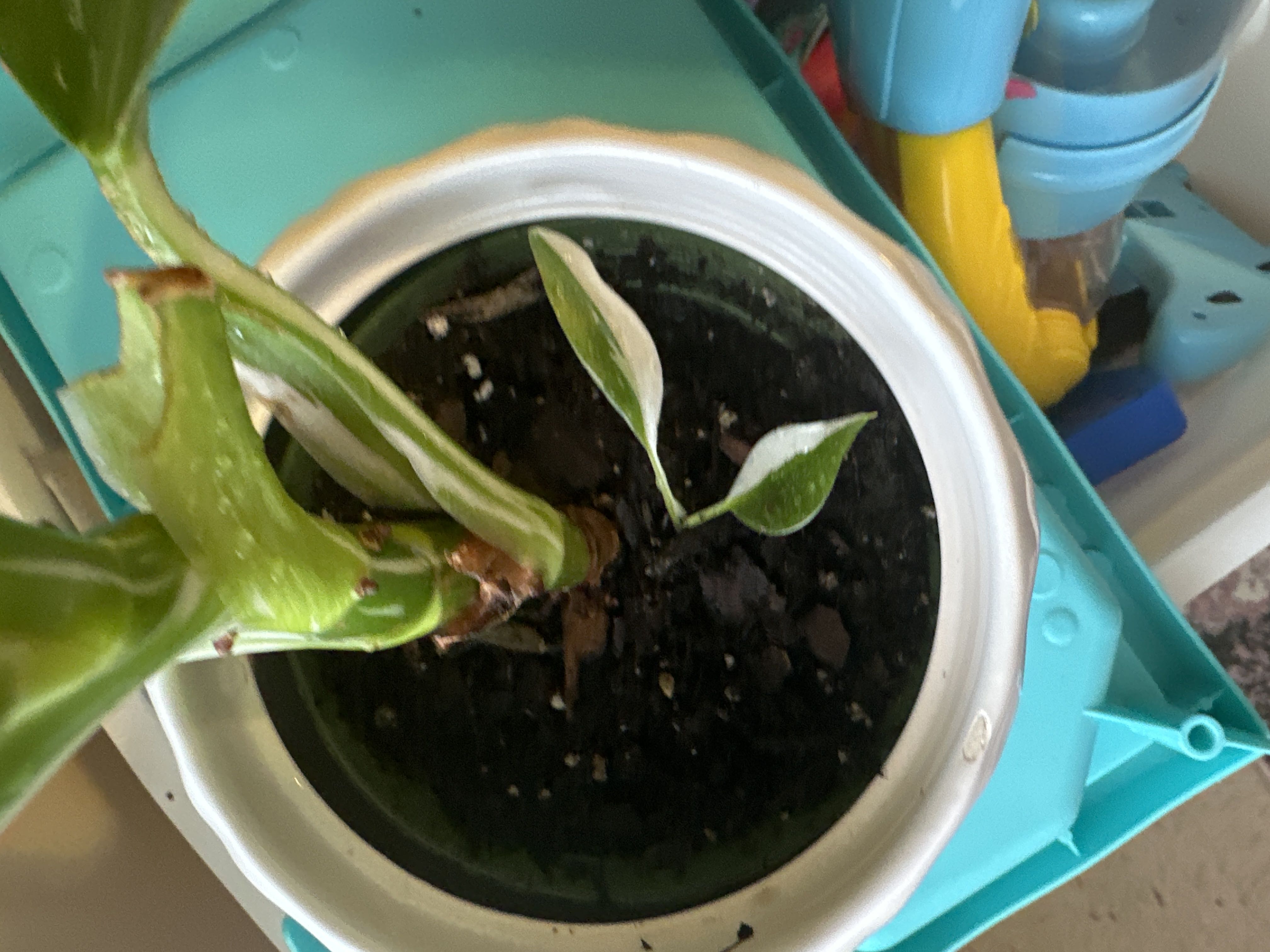What are the brown spots on my White Wizard Philo? It’s n...