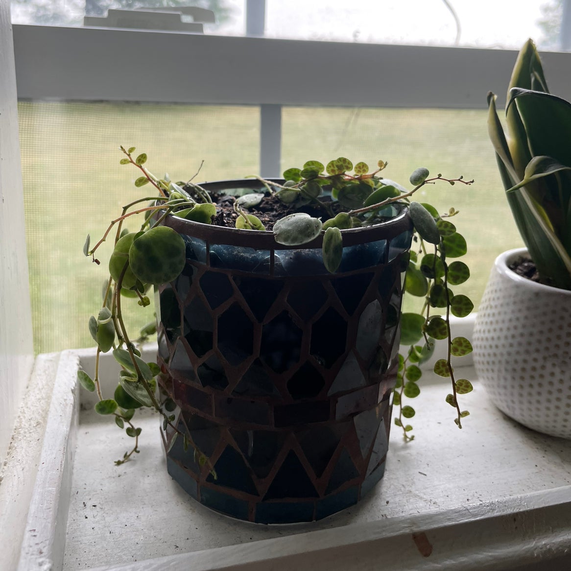 🐢 Propagating Your String of Turtles: Step-by-Step Guide