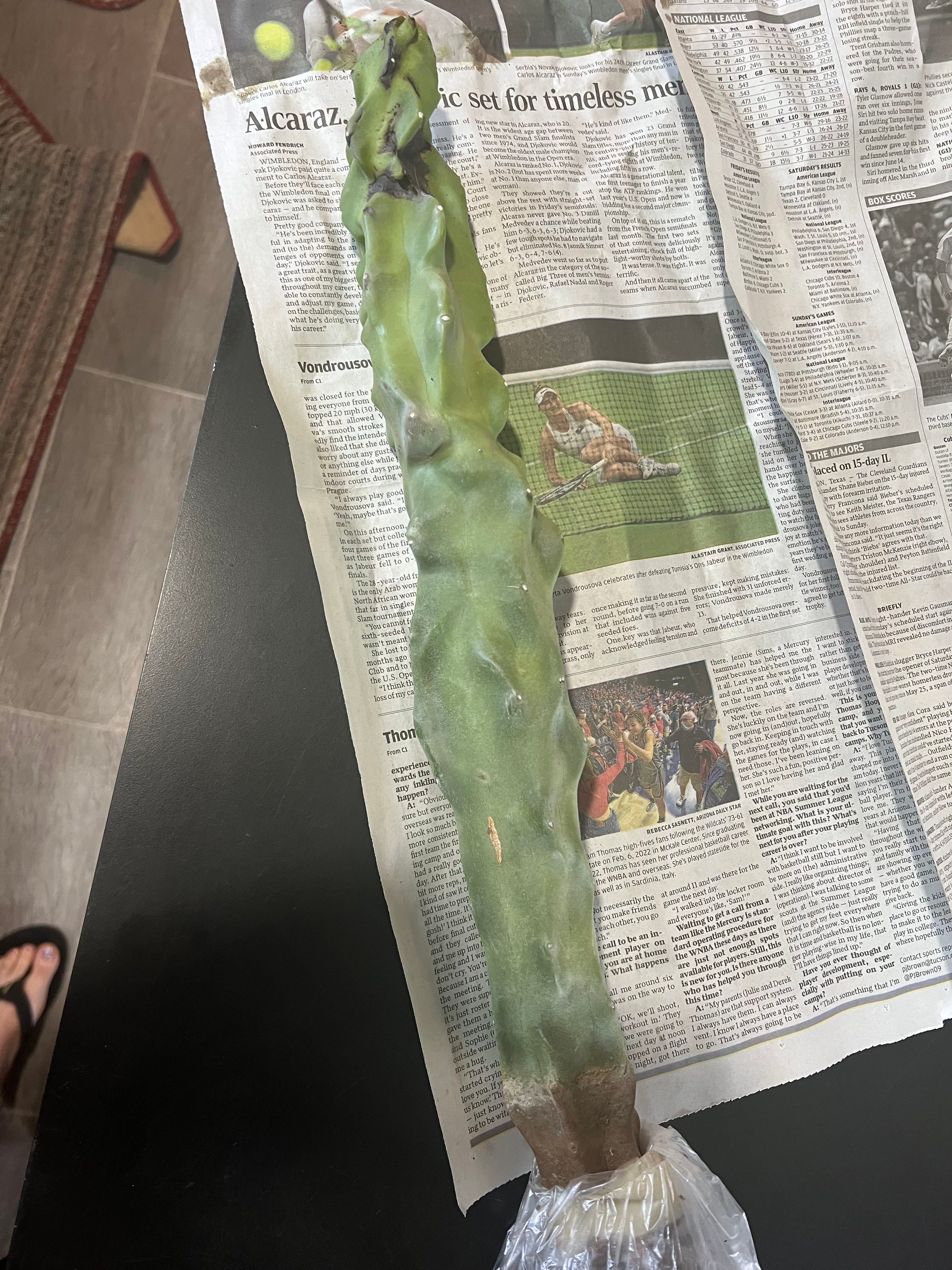 What is a Crested Cardon? Complete Guide 🌵