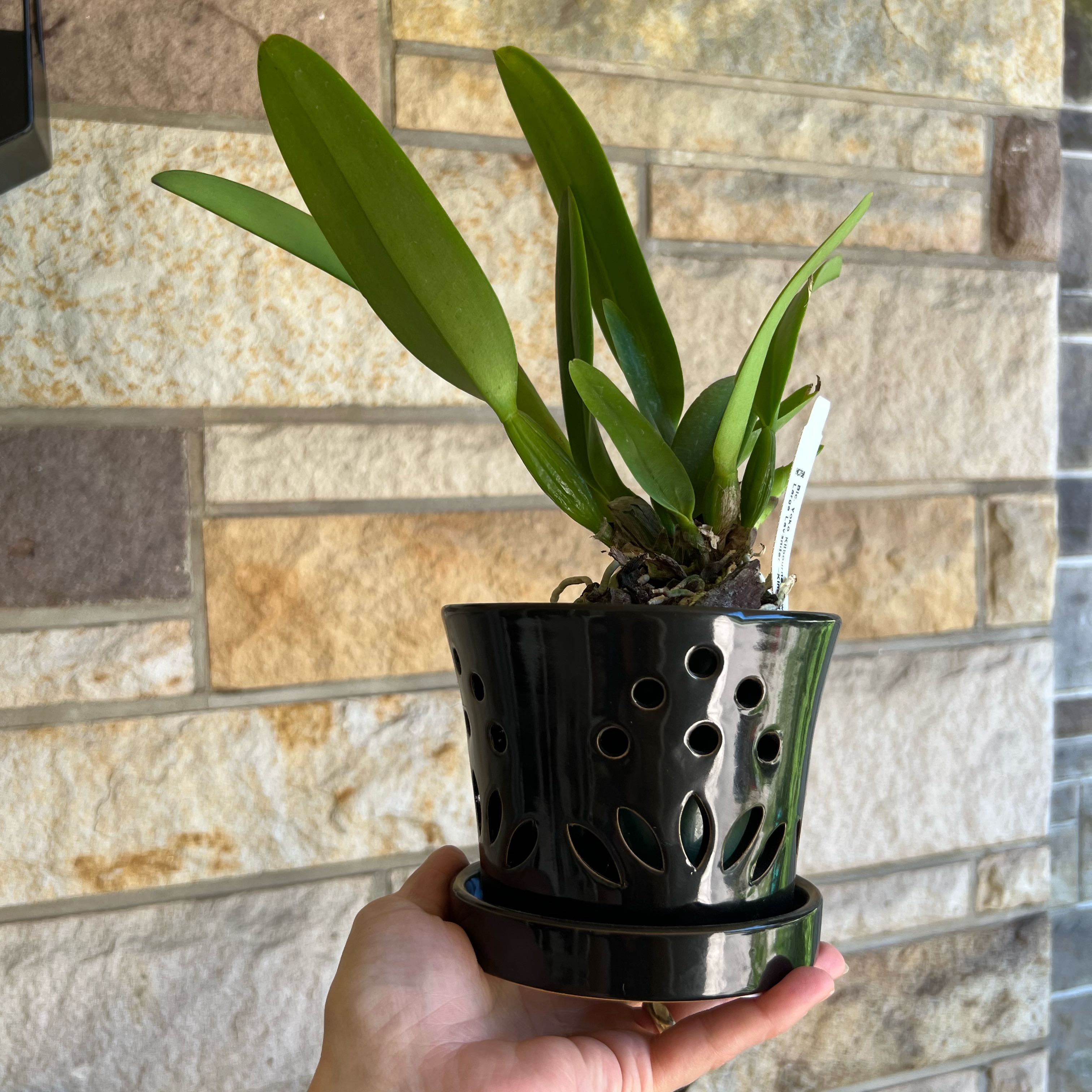 Yoko Kilbourne 'Hawaii' Plant Care: Water, Light, Nutrients | Greg App 🌱