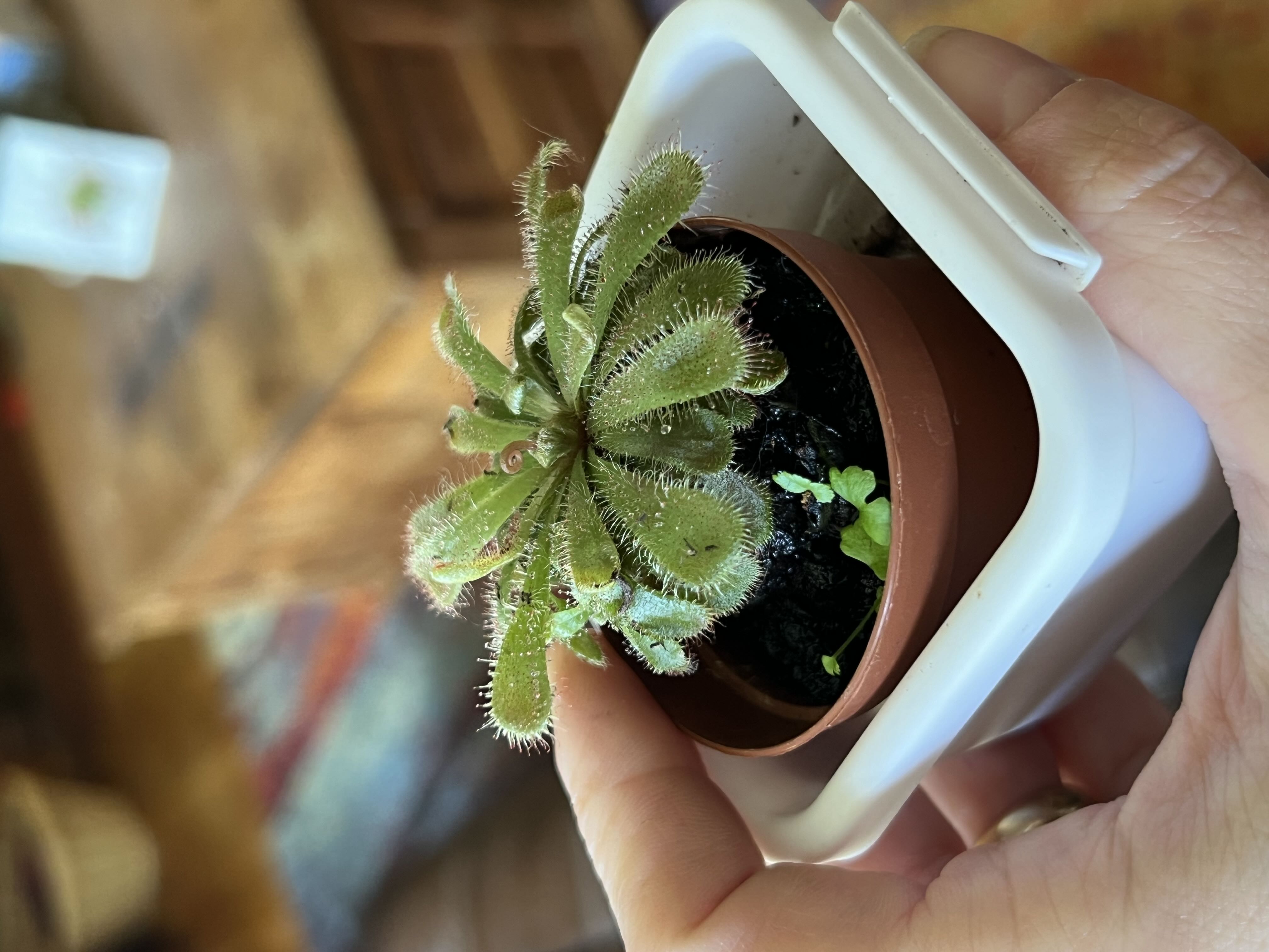 🌼 8 Best Companion Plants for Spoon-Leaved Sundew