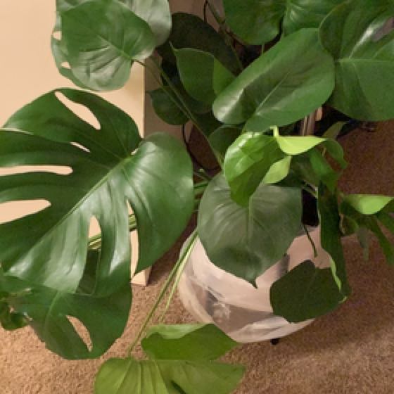 Athena | A plant by @IntenseRedbean on Greg