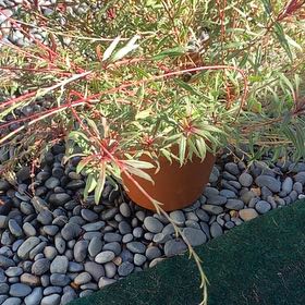 How to Care for False Gaura: Mastering Water, Sunlight & More